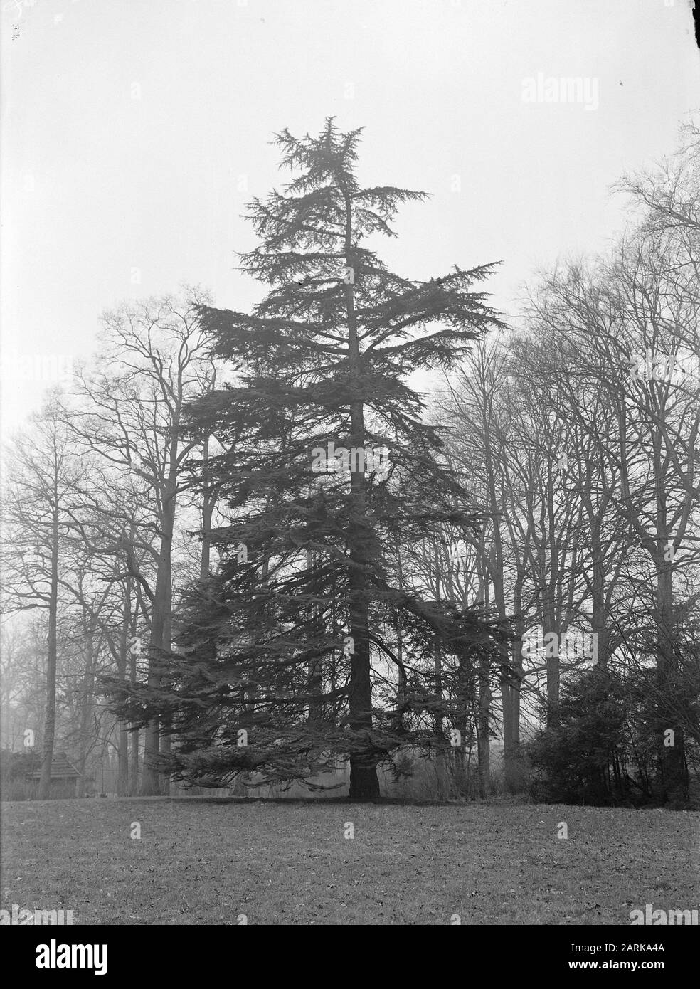 various coniferous species, cedrus libani Date: undated Keywords ...