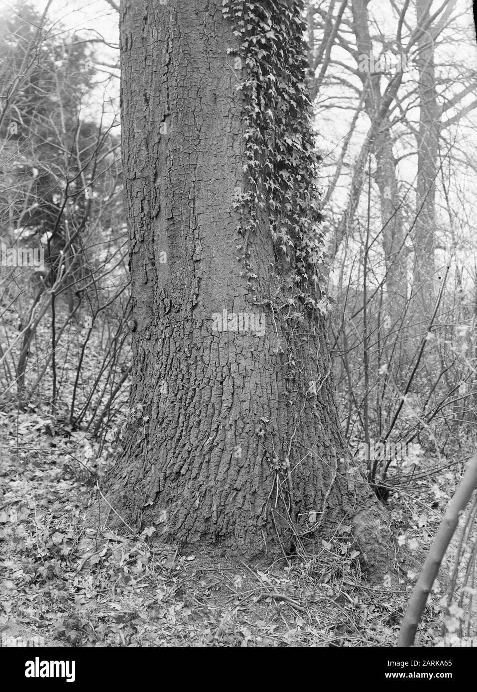 Deciduous trees oak quercus Black and White Stock Photos & Images - Alamy