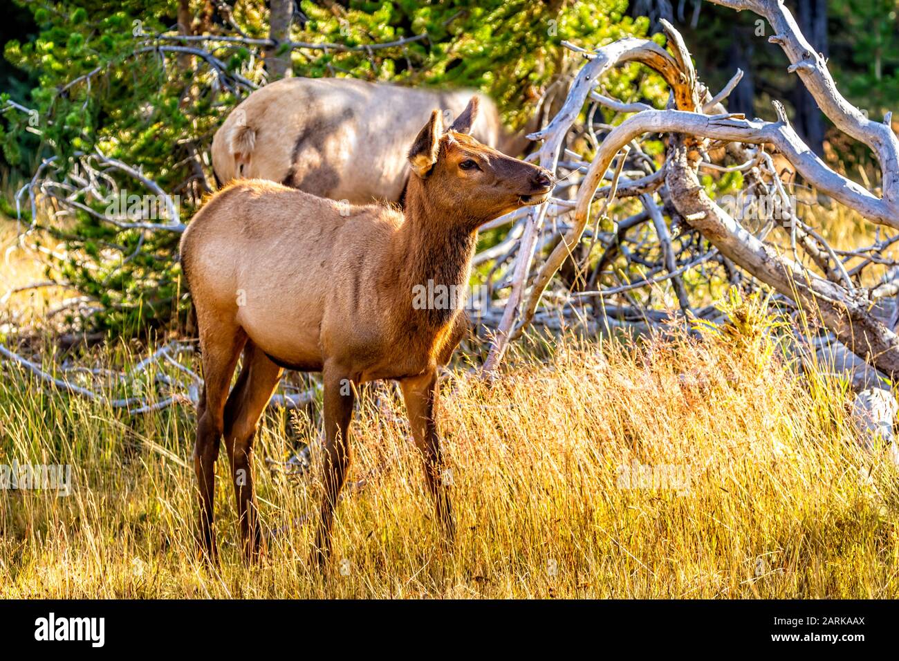 Baby elk hi-res stock photography and images - Alamy