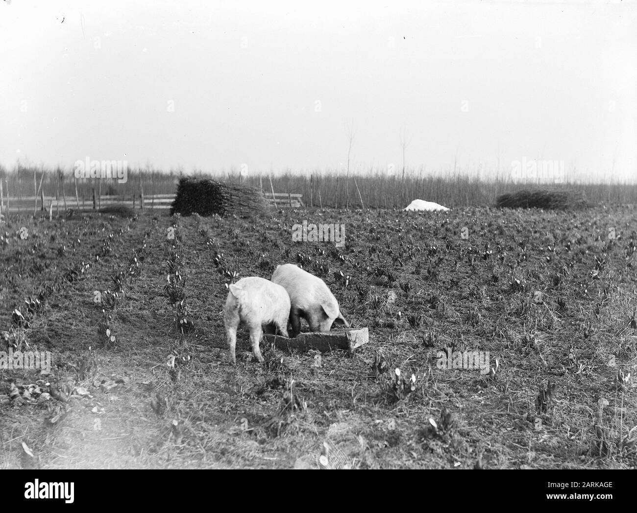 Vermin infestation Black and White Stock Photos & Images - Alamy