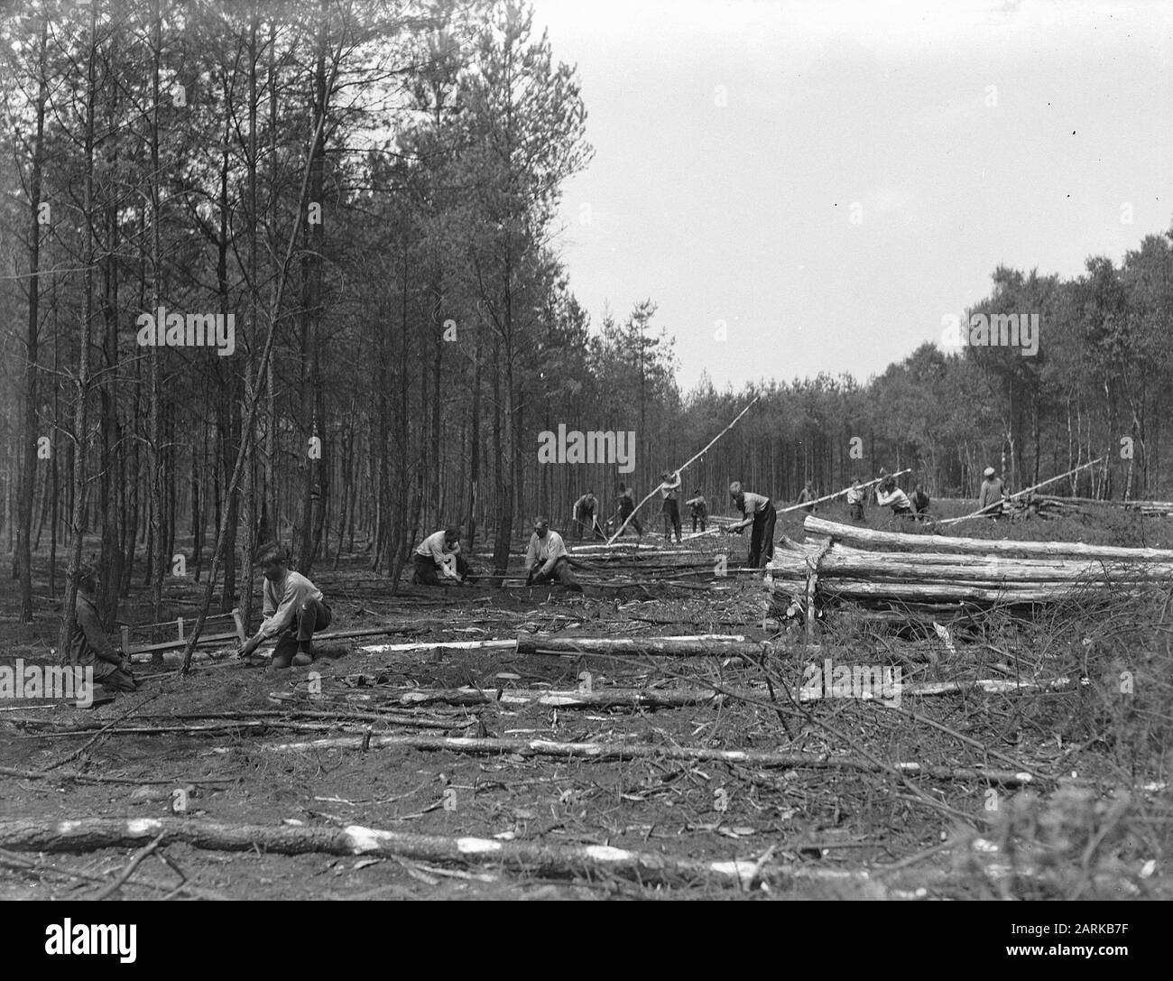 Wood felling Black and White Stock Photos & Images - Alamy