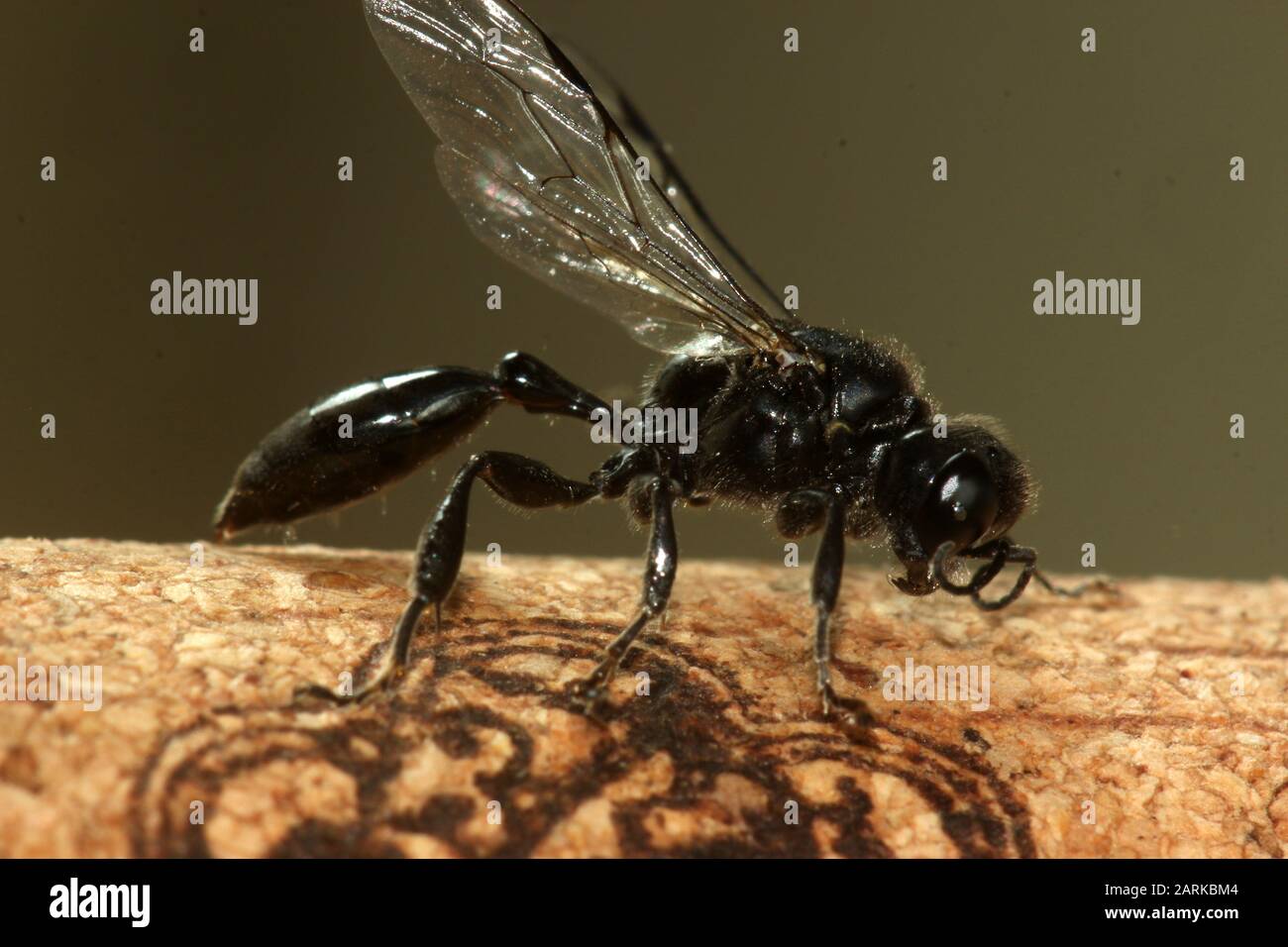 Black hunting wasp (Trypoxylon Stock Photo - Alamy