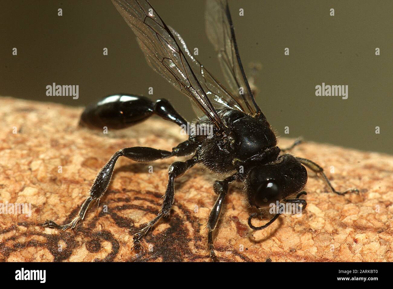 Black hunting wasp (Trypoxylon Stock Photo - Alamy