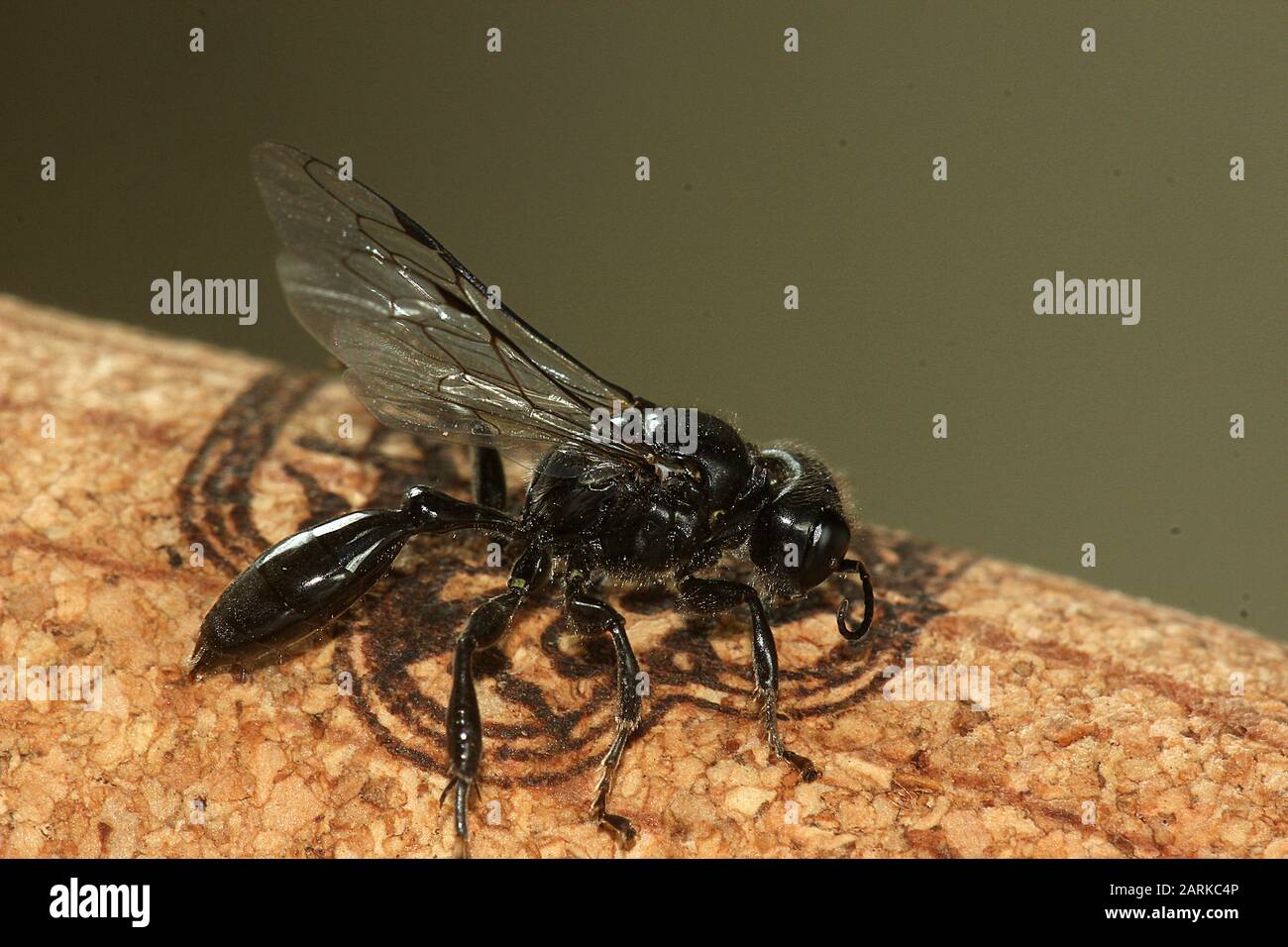 Black hunting wasp (Trypoxylon Stock Photo - Alamy