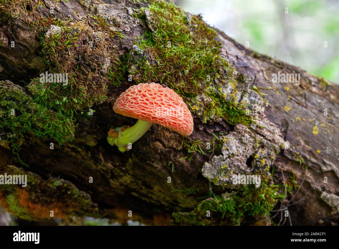 Netted toadstool hi-res stock photography and images - Alamy