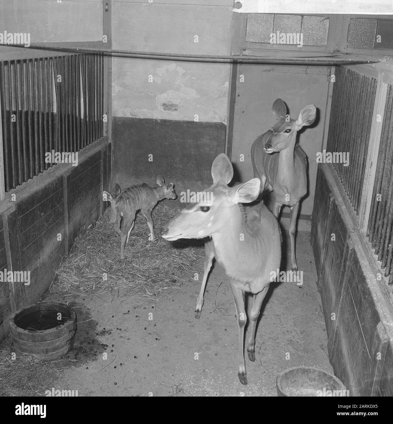 Three generations of koedoes in Artis (antelope). Grandma, mother and ...