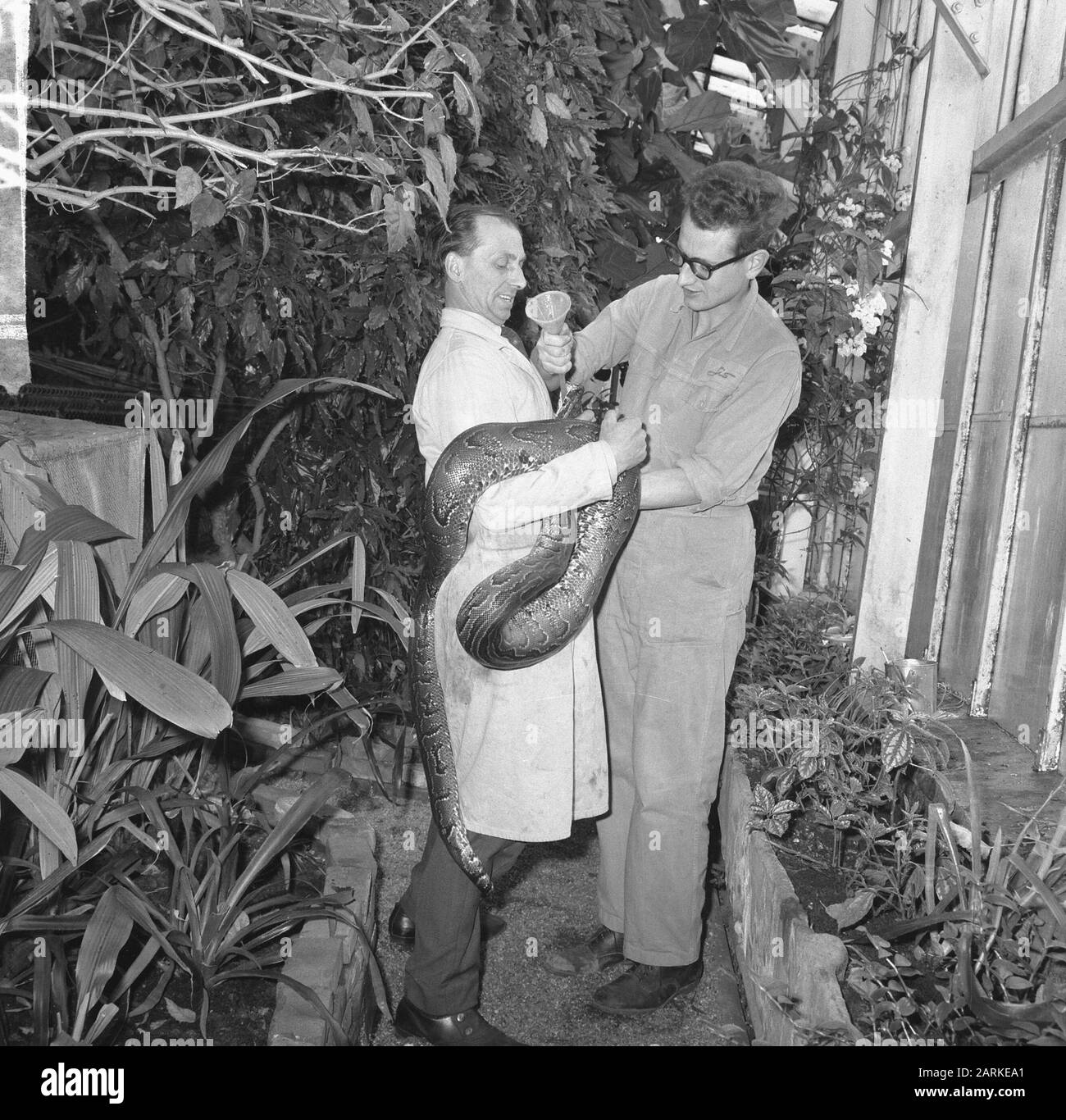 Python snakes Black and White Stock Photos & Images - Alamy