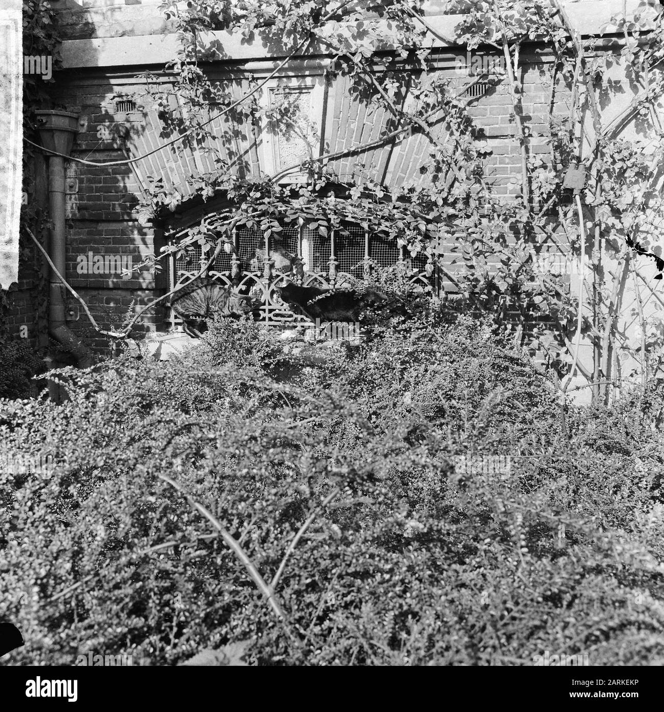 Autumn started, two cats in window frame Date: September 21, 1964 ...