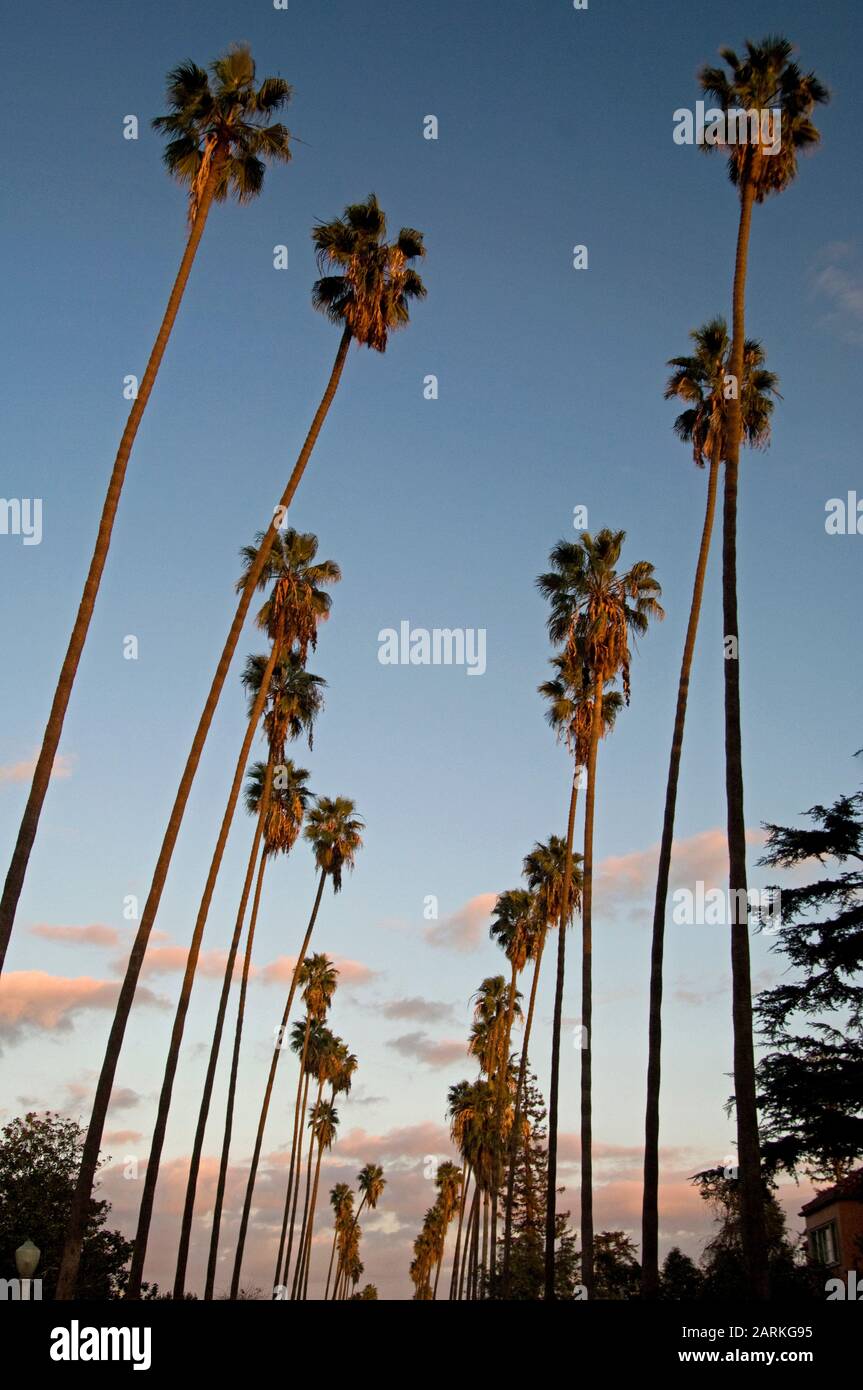 A row of palm trees at sunset in Los Angeles, CA Stock Photo - Alamy