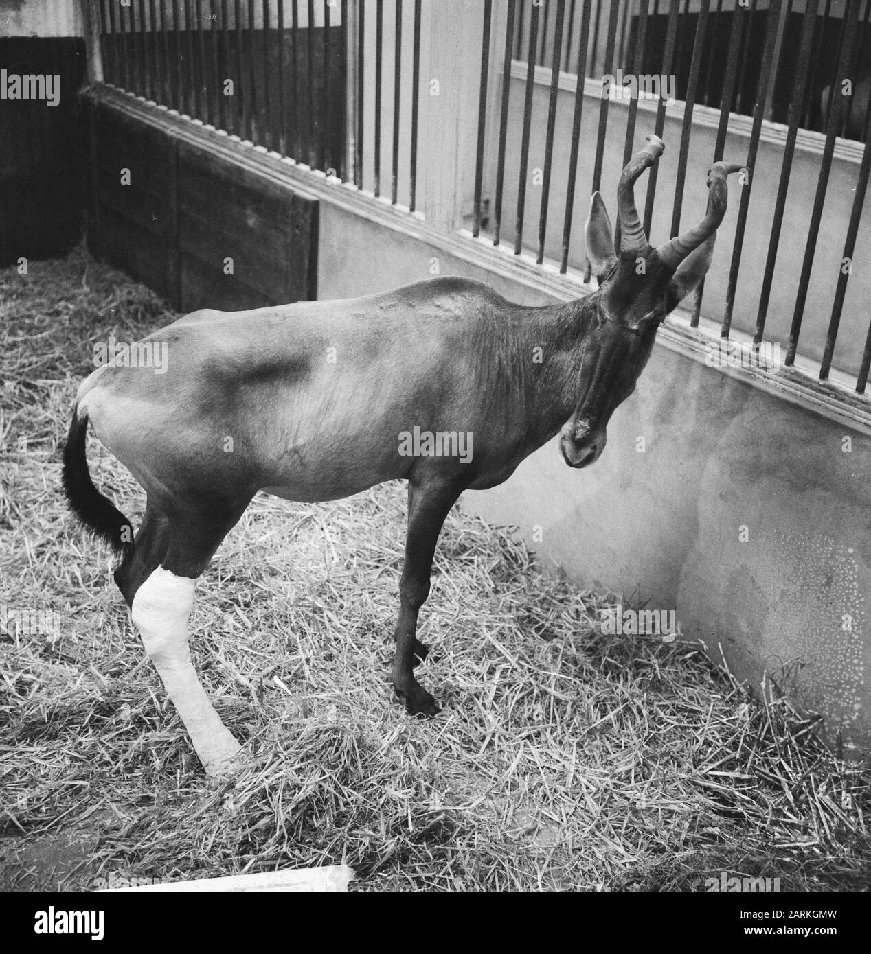 Walking plaster hi-res stock photography and images - Alamy