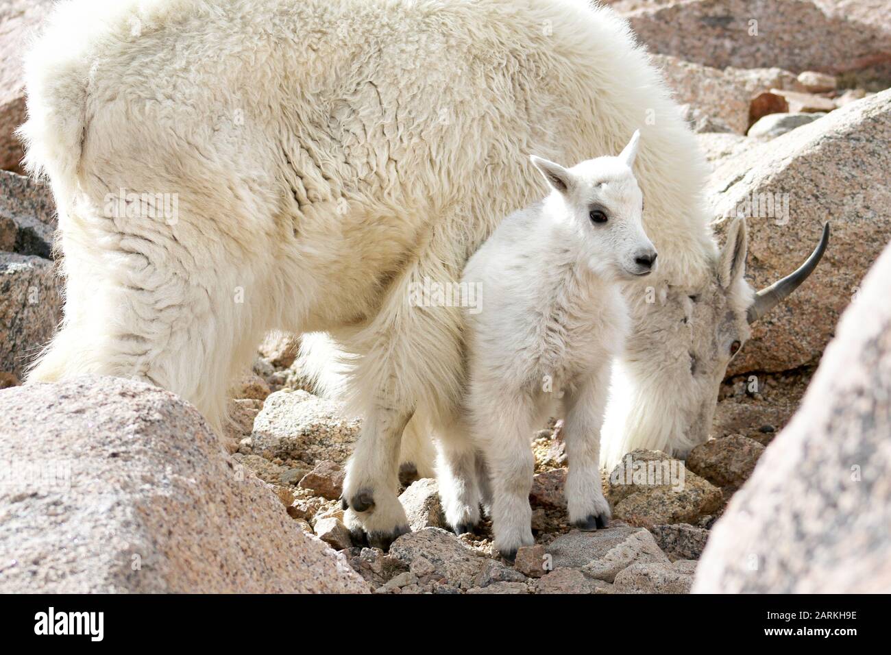 Baby goat mother hi-res stock photography and images - Alamy