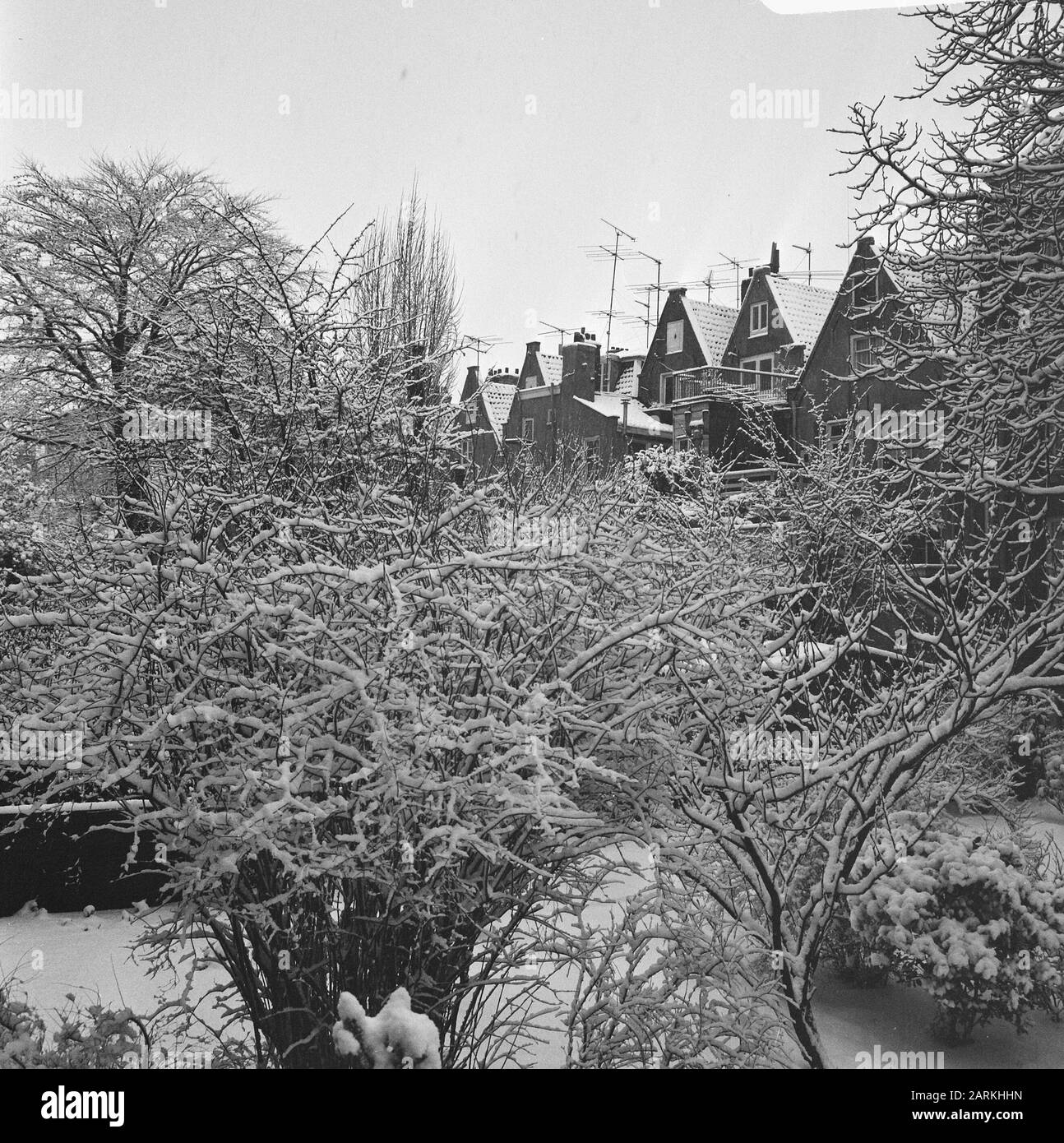 Snowfall. Shrubs under snow, houses in background Date: February 16 ...