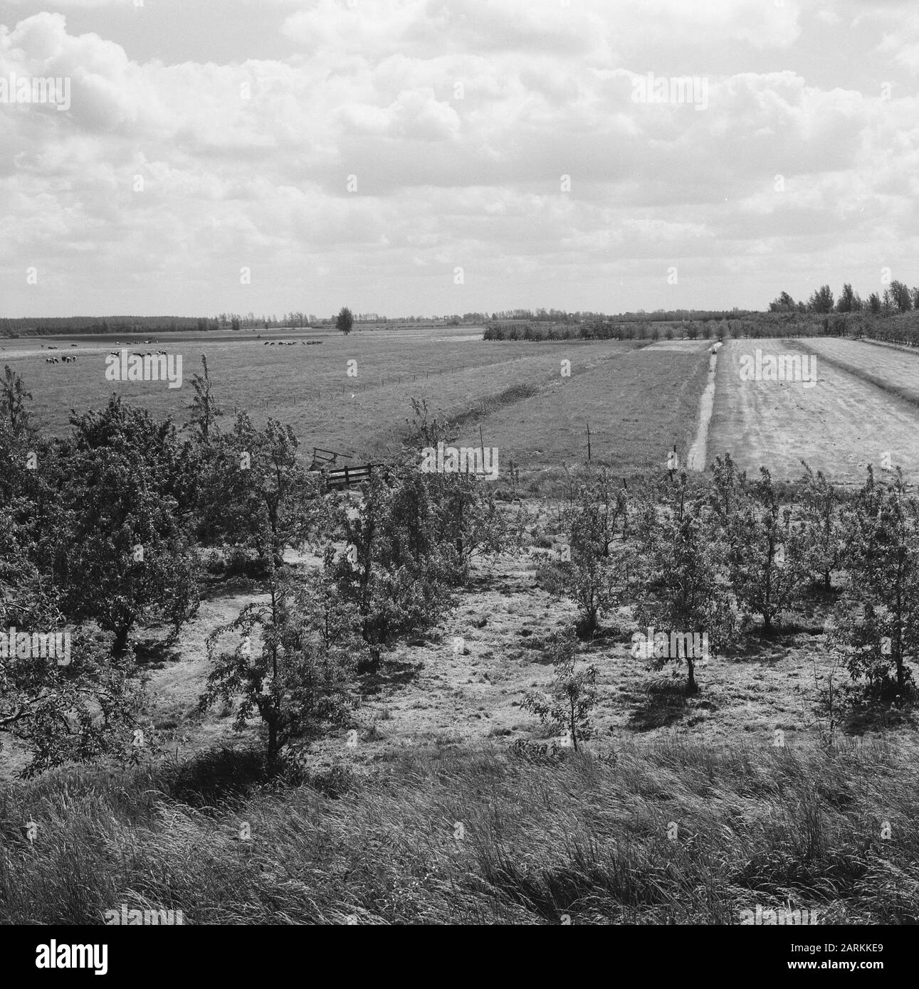 Arable crops hi-res stock photography and images - Alamy
