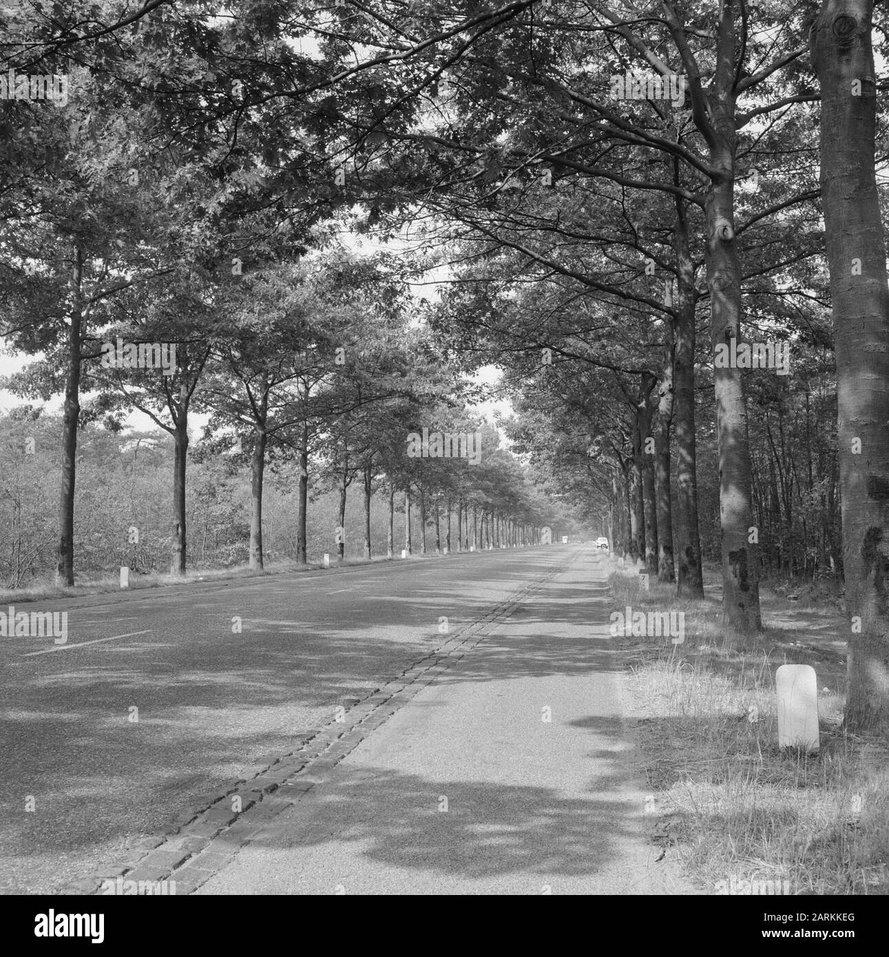 road planting, oak, american Date: undated Location: Nuland, Rosmalen ...