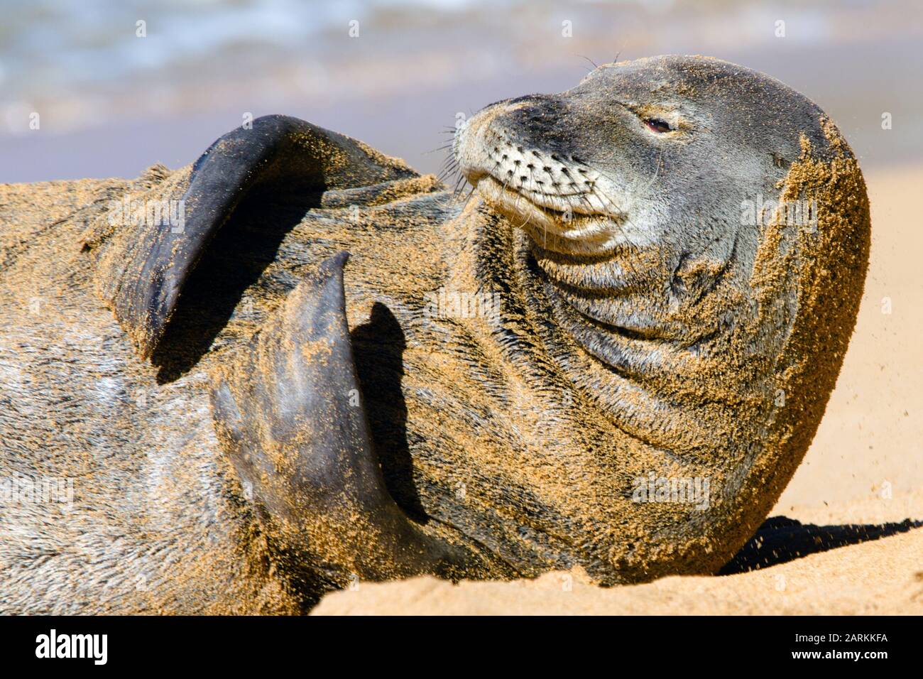 A Hawaiian Monk Seal, an endangered species, resting on a beach Stock ...