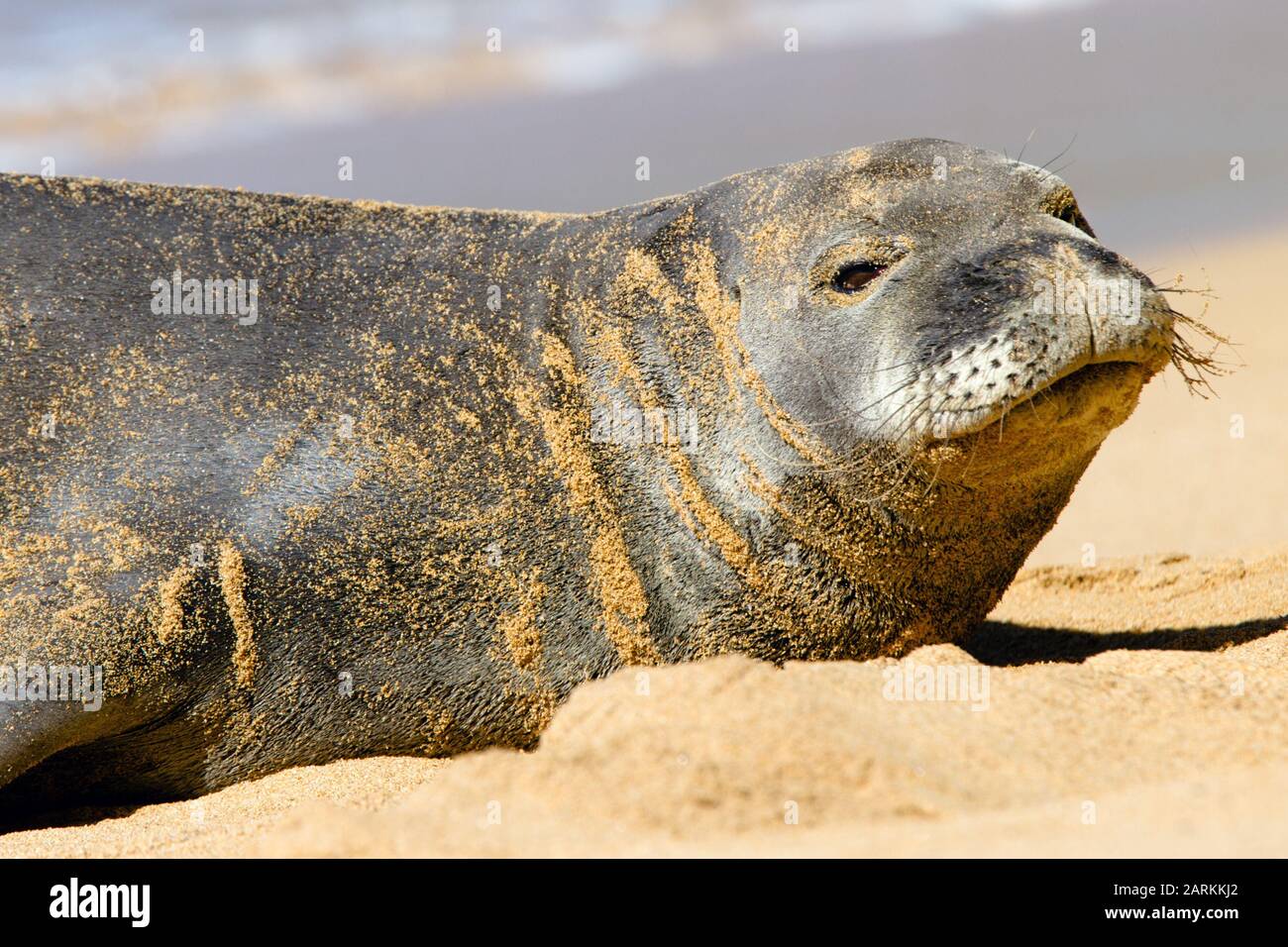 A Hawaiian Monk Seal, an endangered species, resting on a beach Stock ...