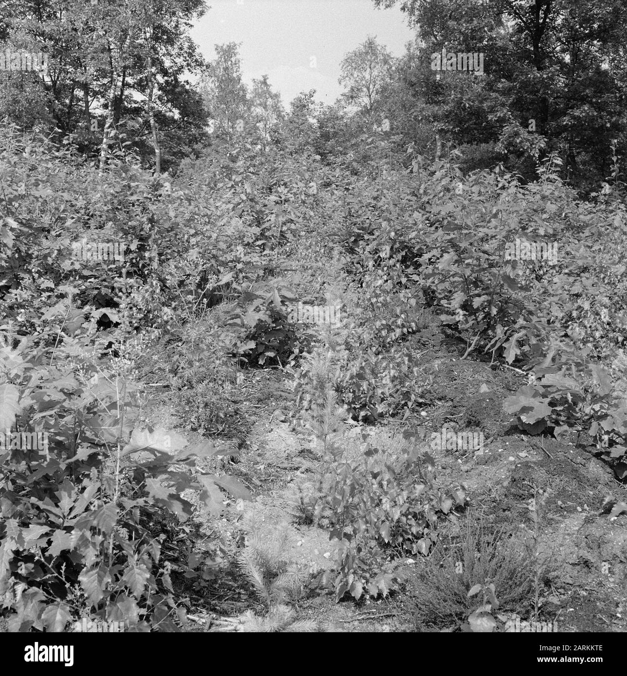 mixed plantations, the lunterse neighbourhood forest Date: August 1958 ...