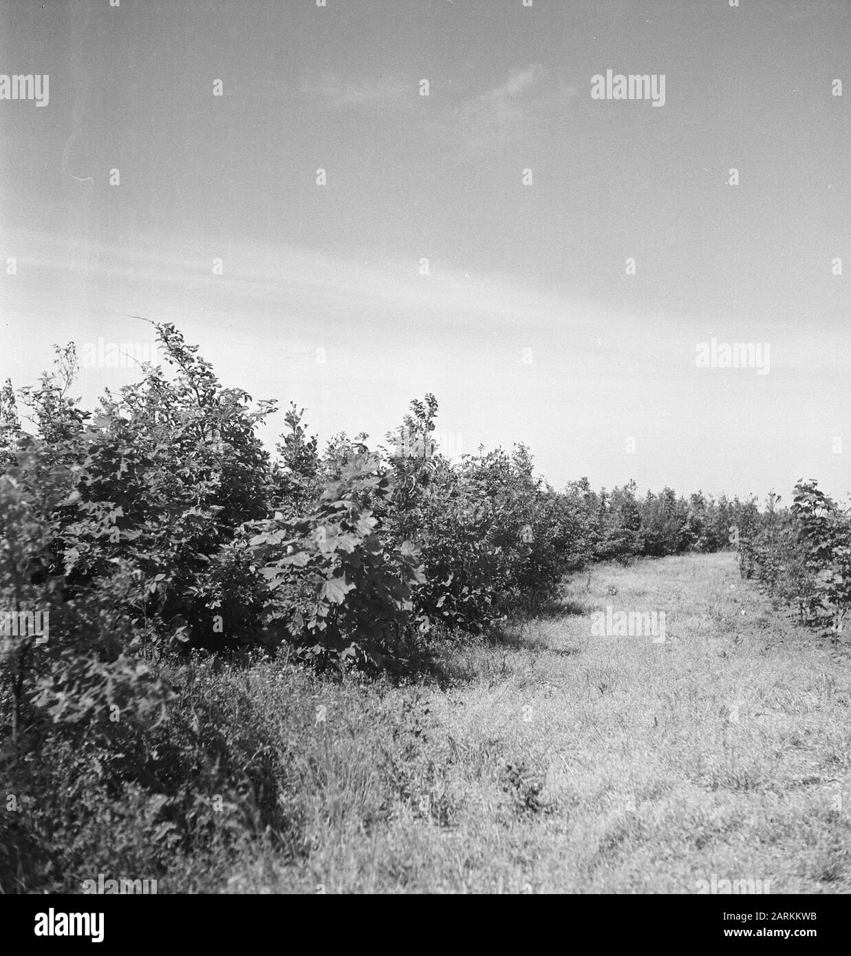 Replanting tree Black and White Stock Photos & Images - Alamy