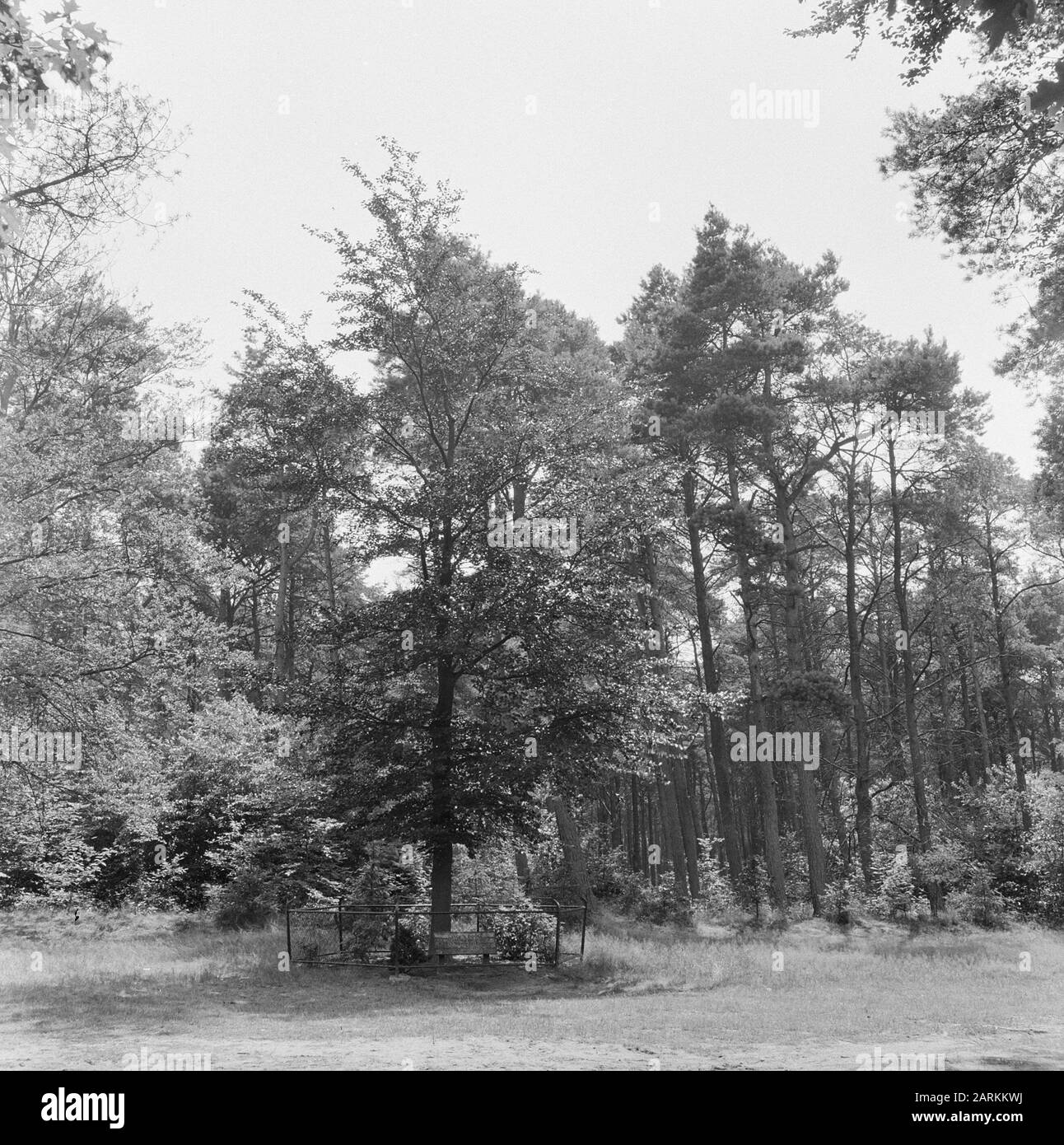 mixed plantations, the lunterse neighbourhood forest Date: August 1958 ...