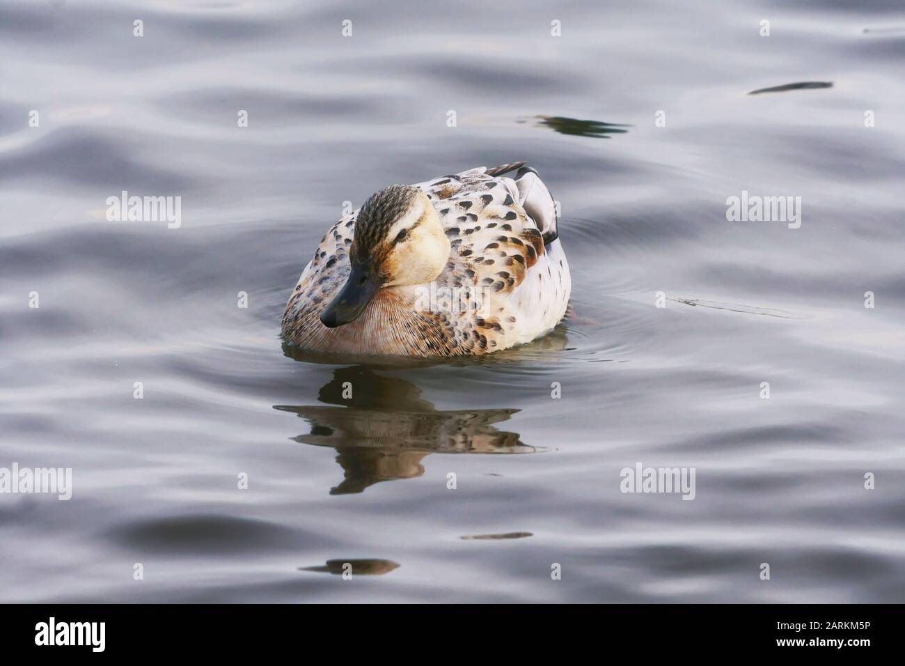 Mutation bird hi-res stock photography and images - Alamy