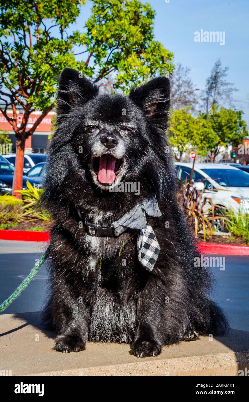Black Pomeranian Chow Mix
