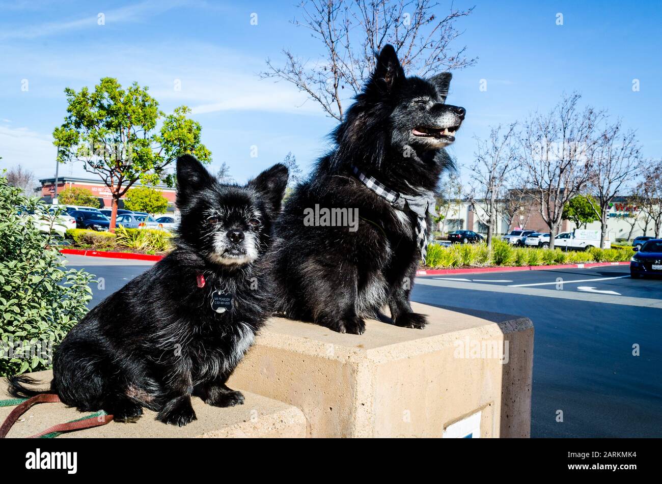 Are Dogs Allowed On Bart