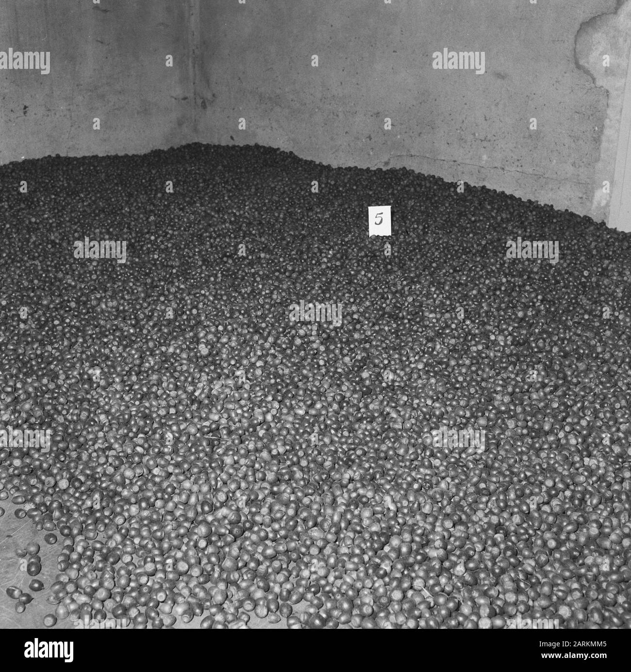 Collecting acorns and beech legs. Aorkels Date: December 1958 Location ...