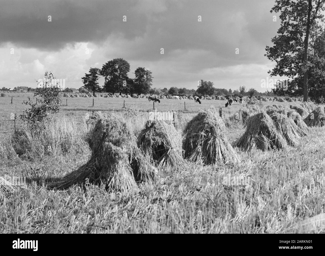 characteristic landscapes, agriculture, rye, Nieuw-Heeten Date: august ...