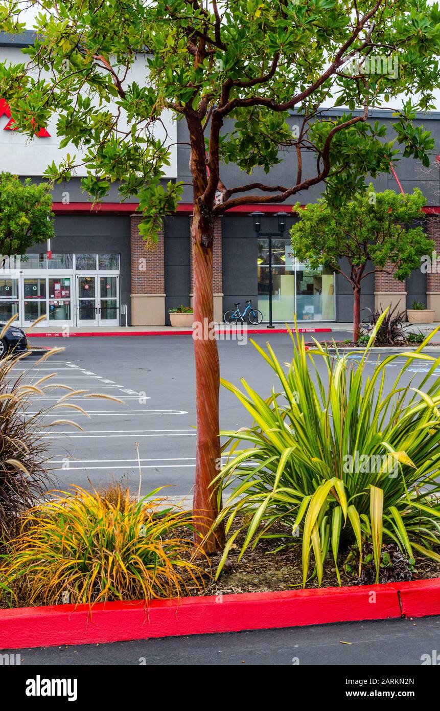 Usa arbutus menziesii arbutus tree pacific madrone tree hi-res stock ...