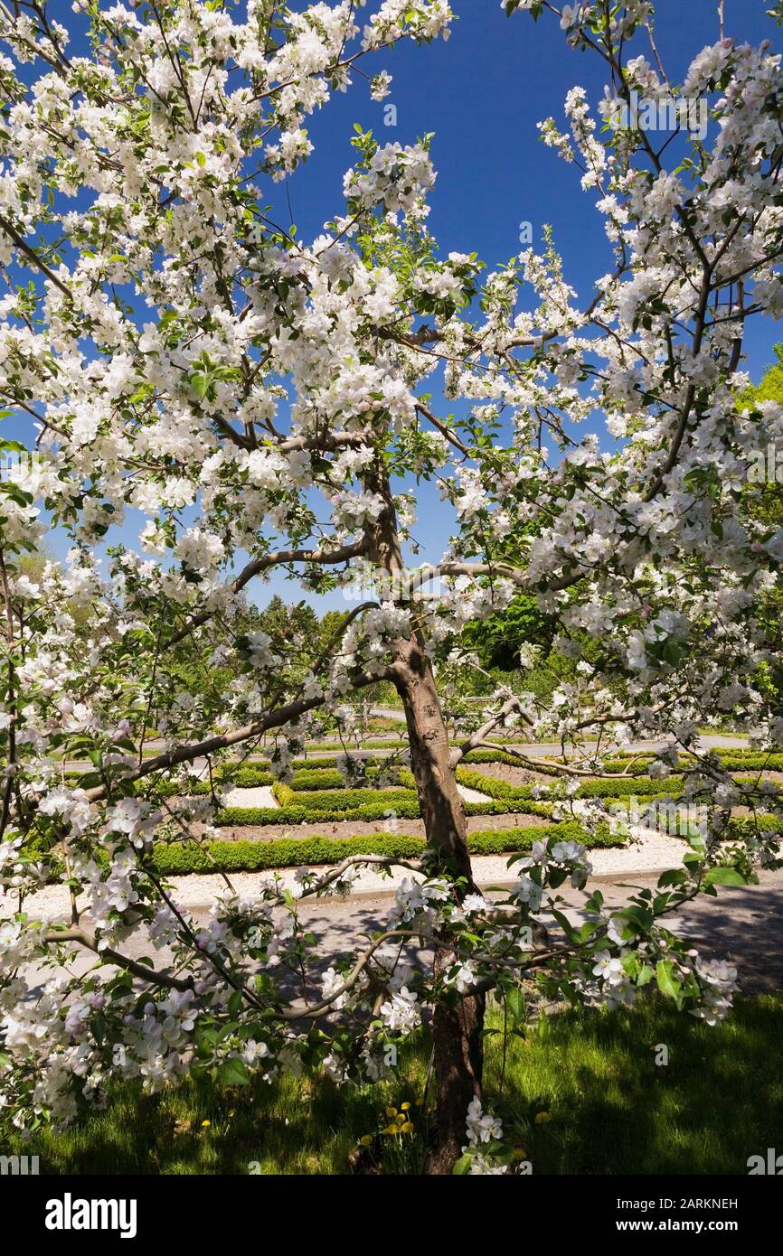 White flowering Malus 'Richelieu" - Apple tree in spring, Montreal ...