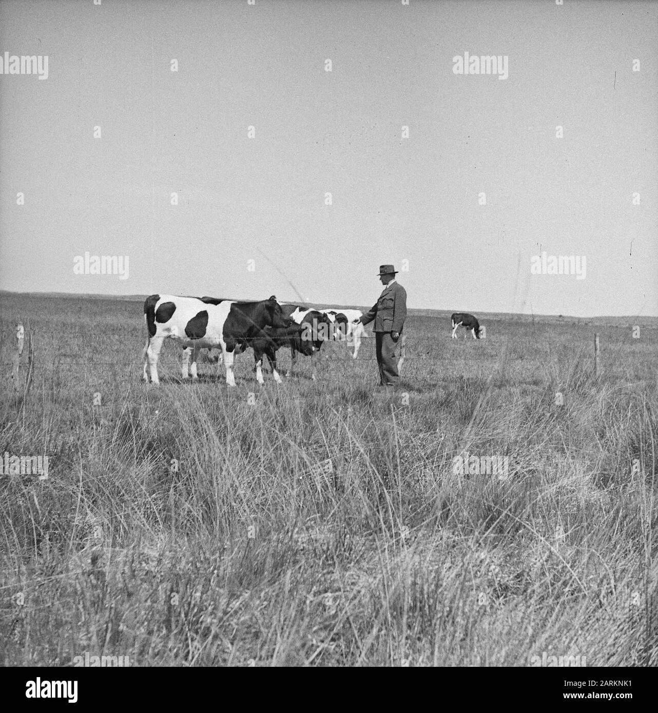 Men and cows hi-res stock photography and images - Alamy