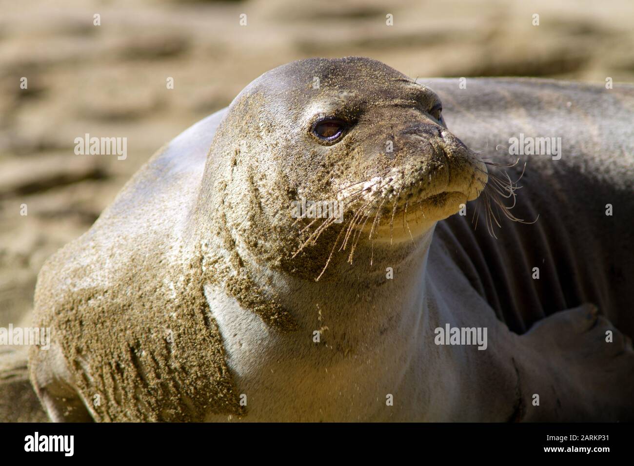 A Hawaiian Monk Seal, an endangered species, resting on a beach Stock ...