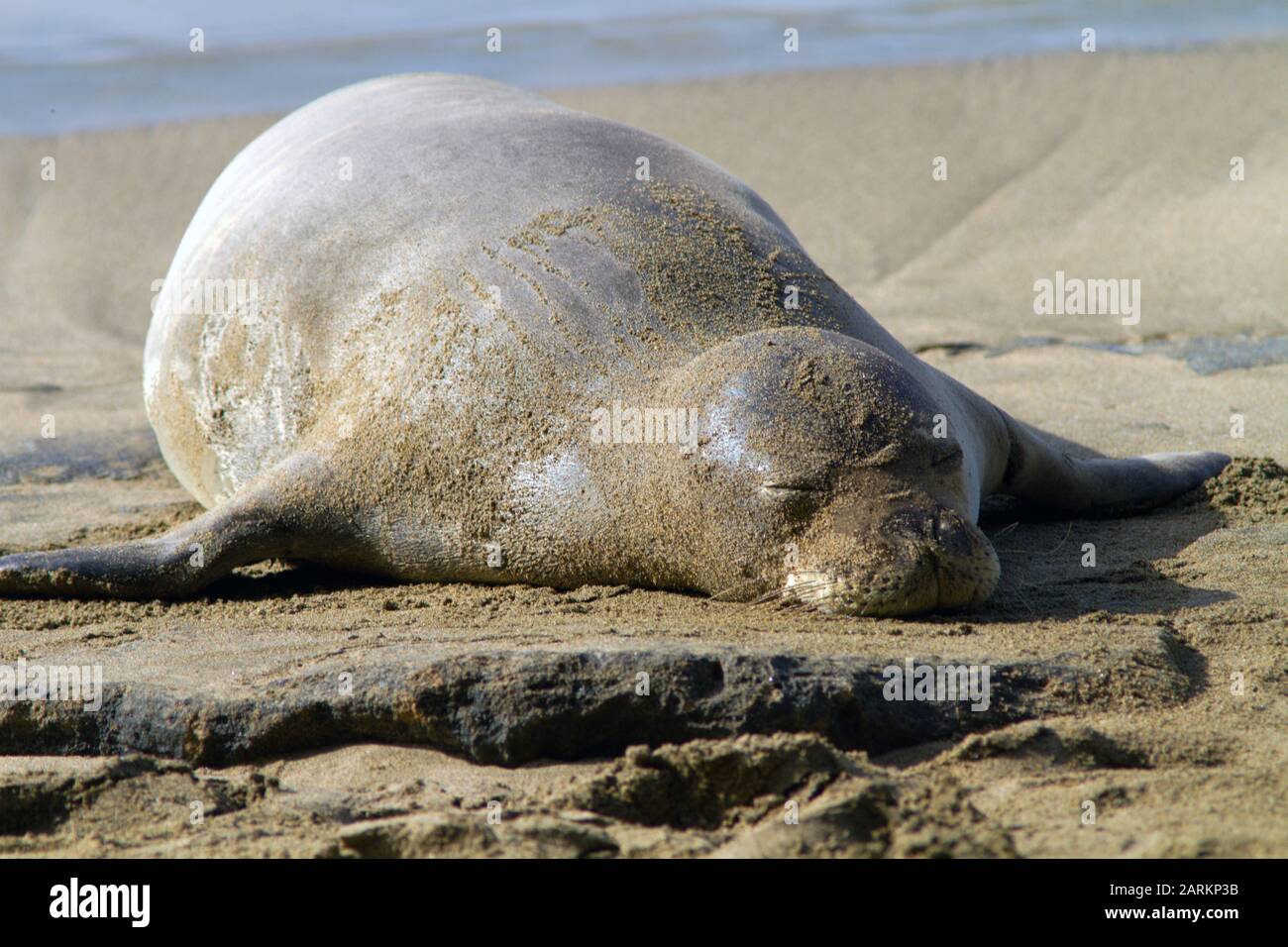A Hawaiian Monk Seal, an endangered species, resting on a beach Stock ...
