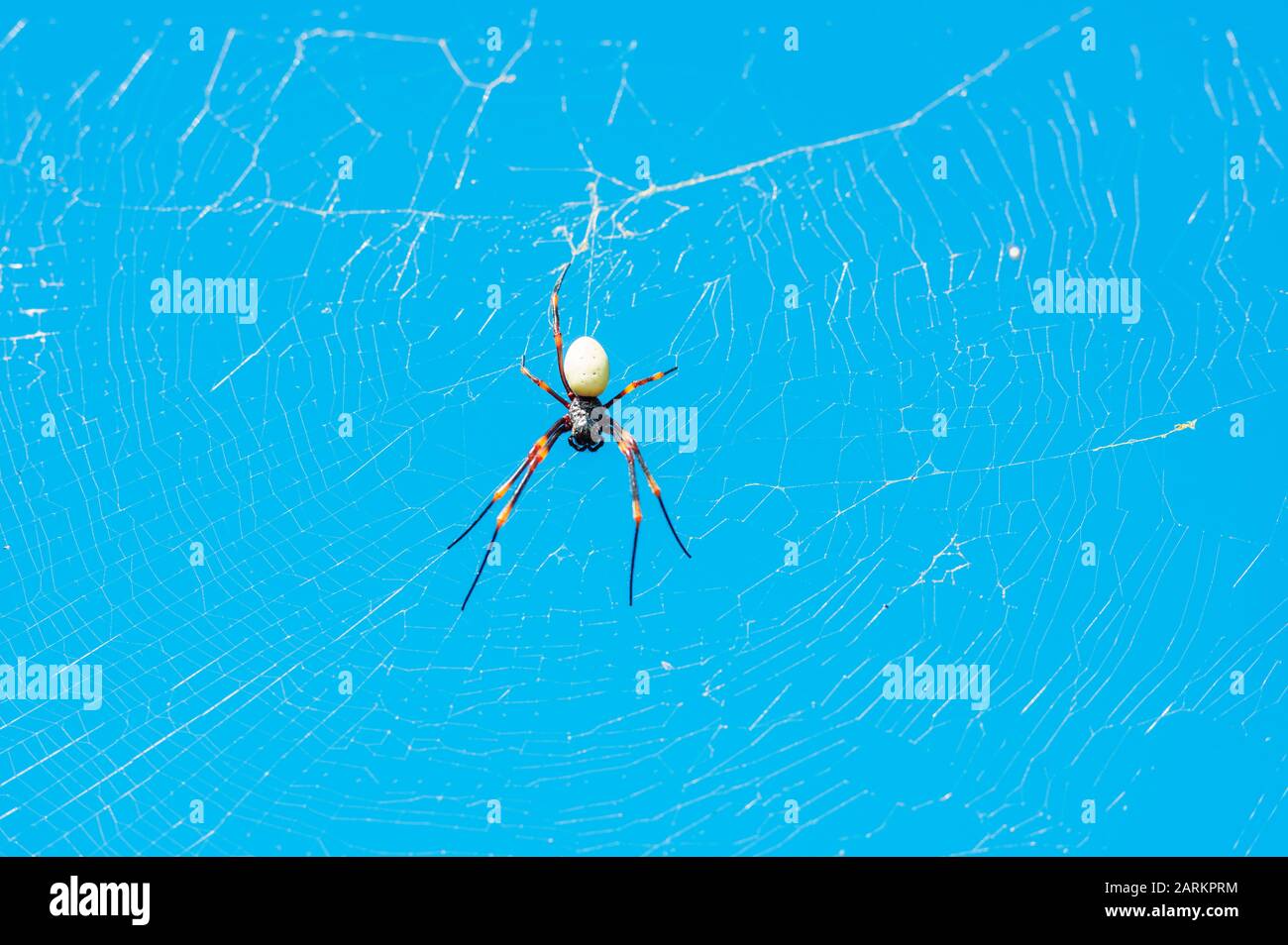 A female golden Orb Weaver spider (Nephila tetragnathoides), Waya ...