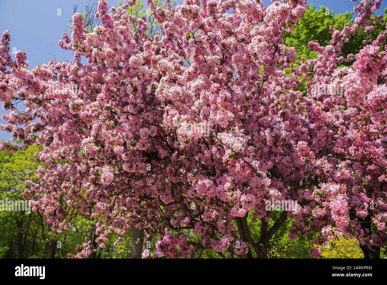 Flowering crabapple trees hi-res stock photography and images - Alamy