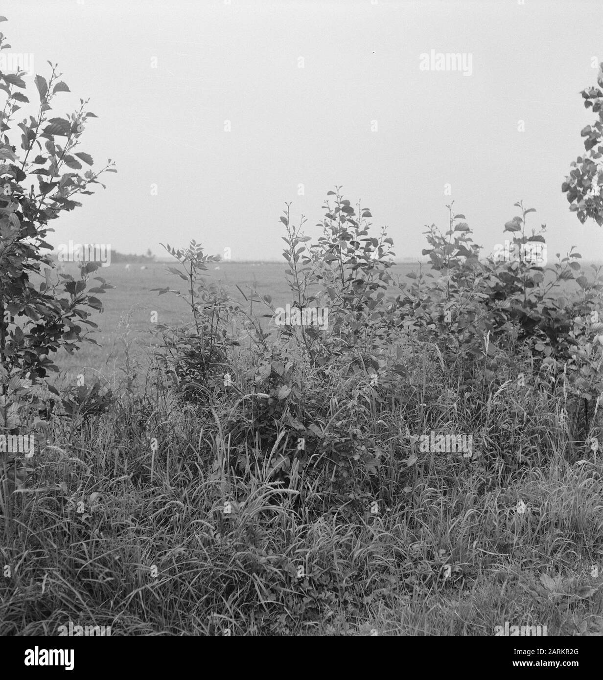 road plantings, shrubs Date: undated Keywords: bushes, road plantations ...
