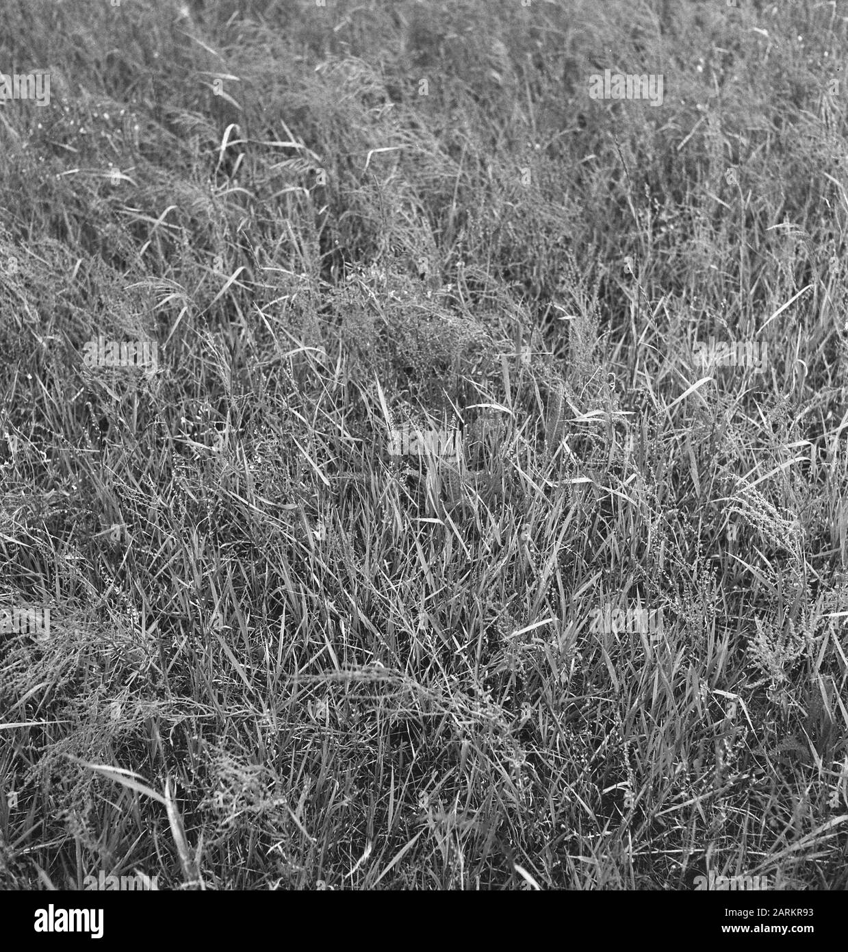 Grassen hi-res stock photography and images - Alamy