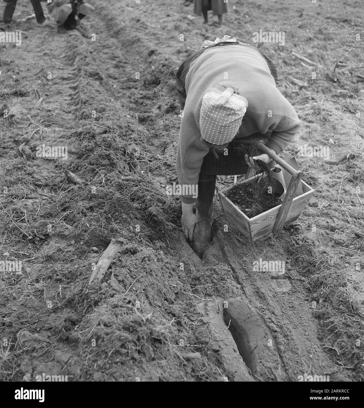 tillage, workers, planting work Date: undated Keywords: workers ...