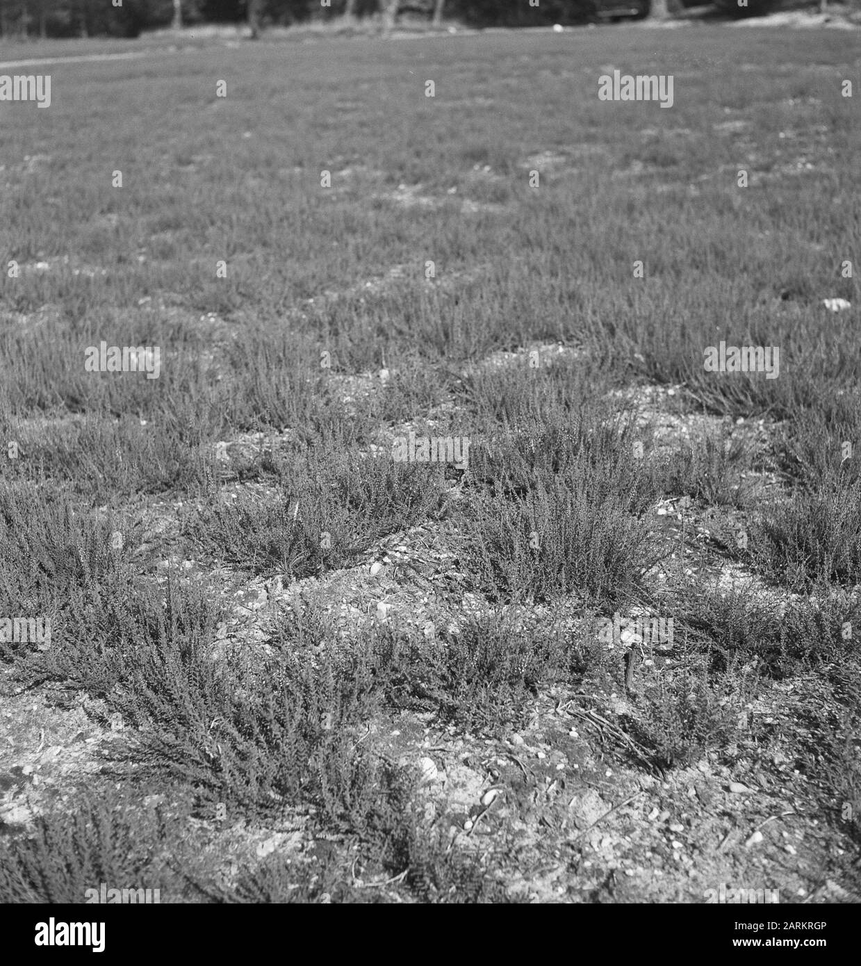 Plants floral features Black and White Stock Photos & Images - Alamy