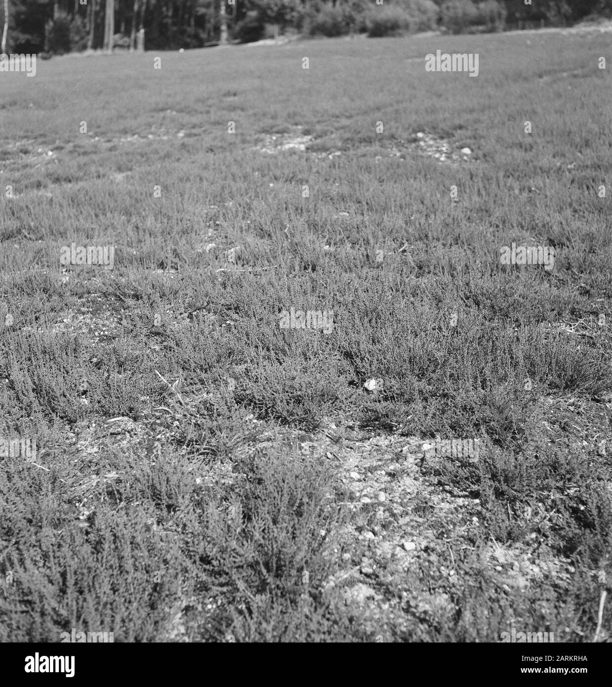 Plants of heather soil Black and White Stock Photos & Images - Alamy