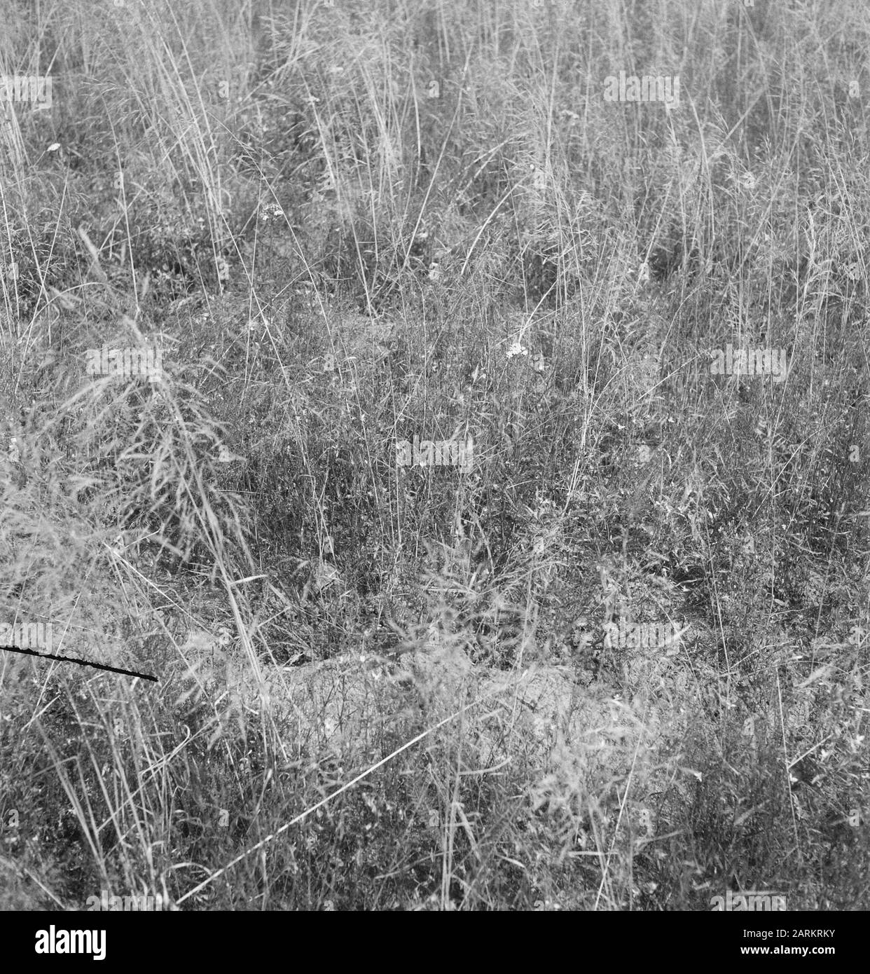 Park trees shrubs green Black and White Stock Photos & Images - Alamy