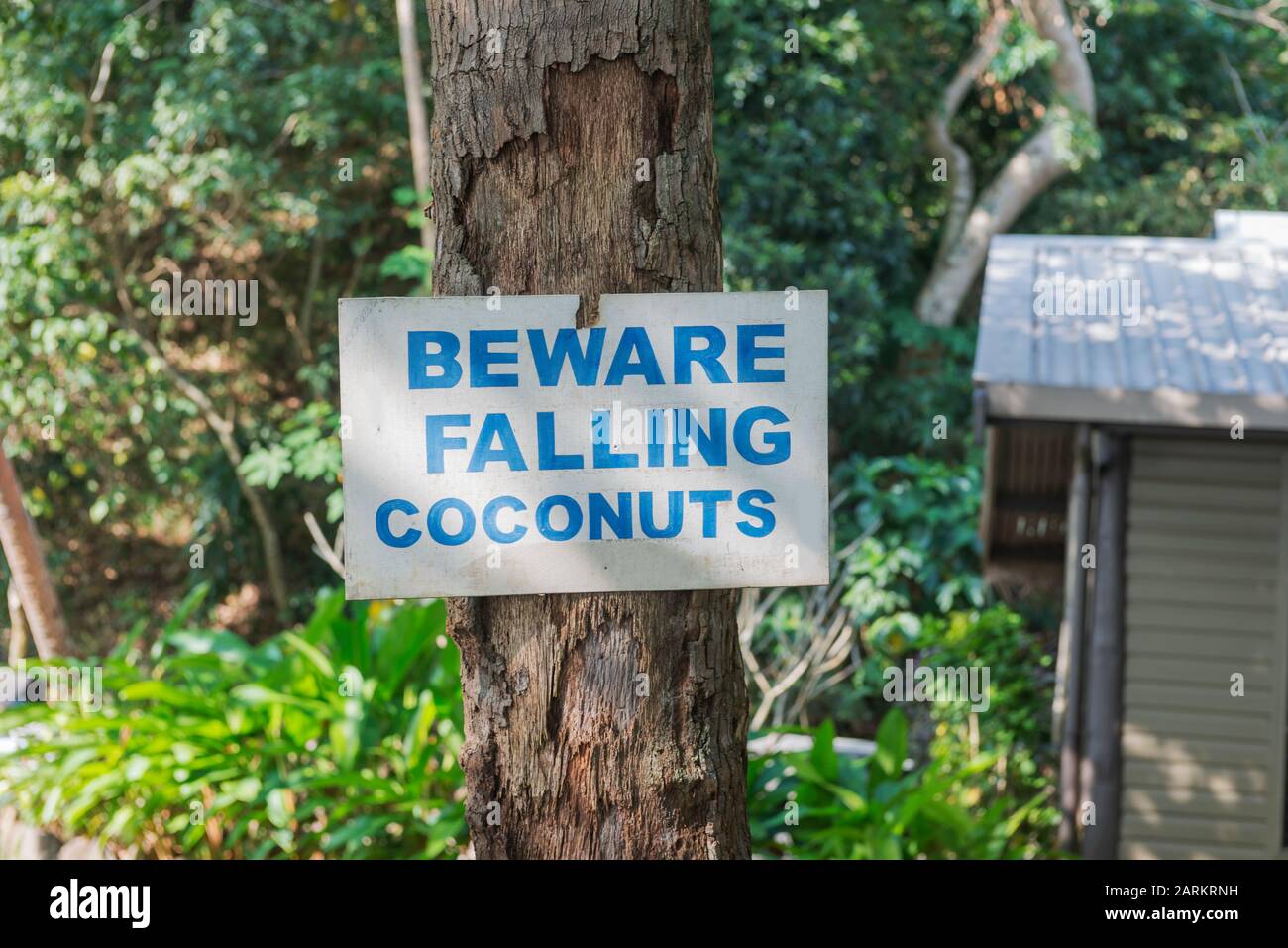 Falling coconuts hi-res stock photography and images - Alamy