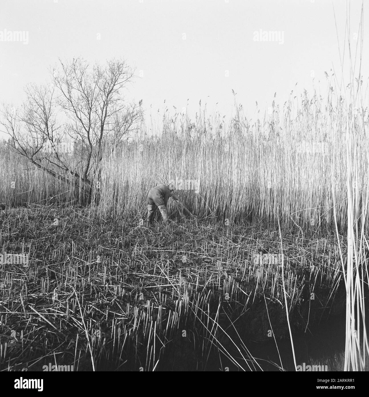 Reed material Black and White Stock Photos & Images - Alamy