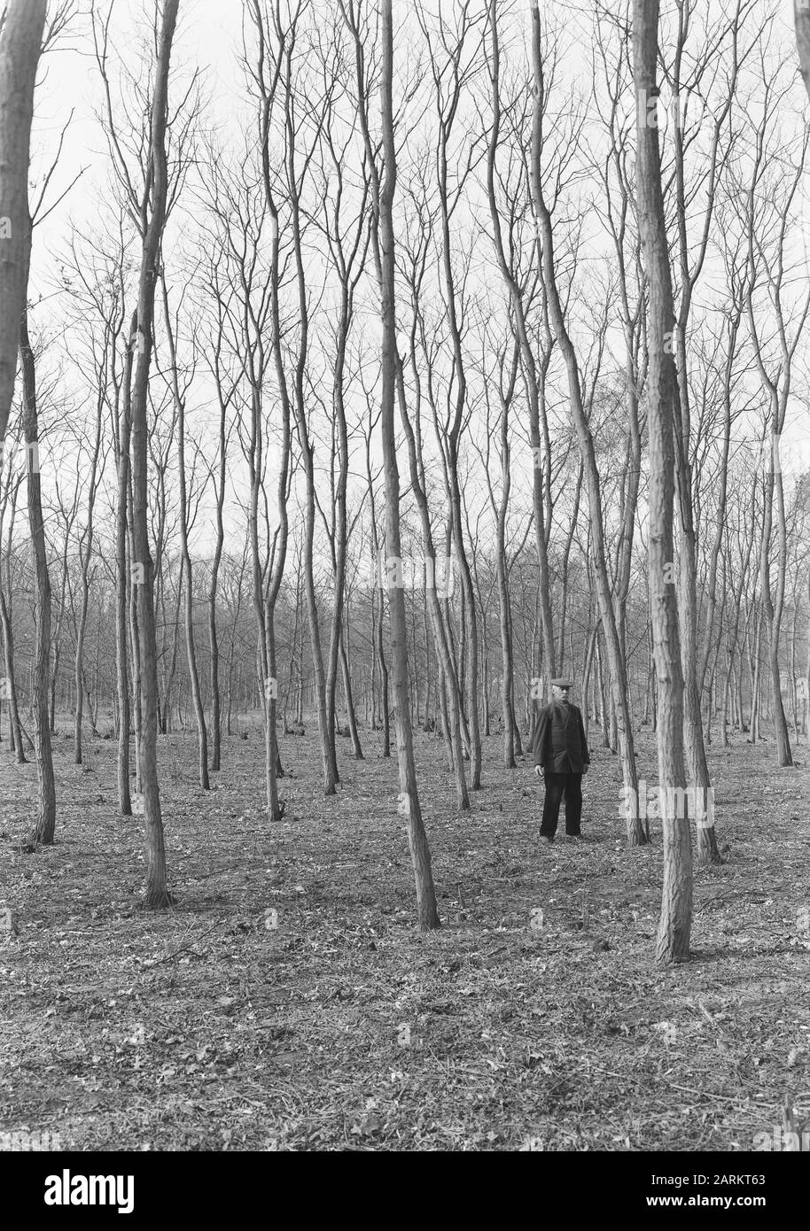various deciduous trees, acacia, Hoog Keppel Date: undated Location ...