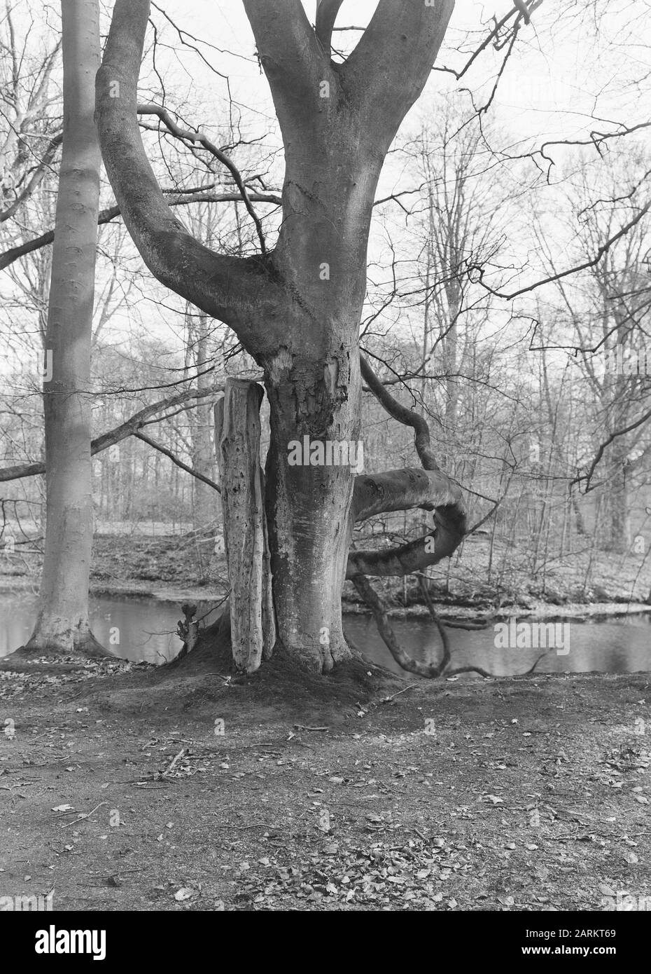 various deciduous trees, acacia, estates, spanderswoud, Graveland Date ...