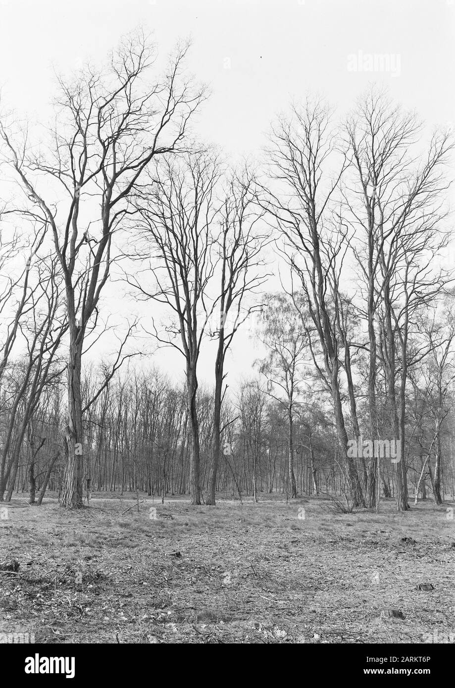 various deciduous trees, acacia, Hoog Keppel Date: undated Location ...