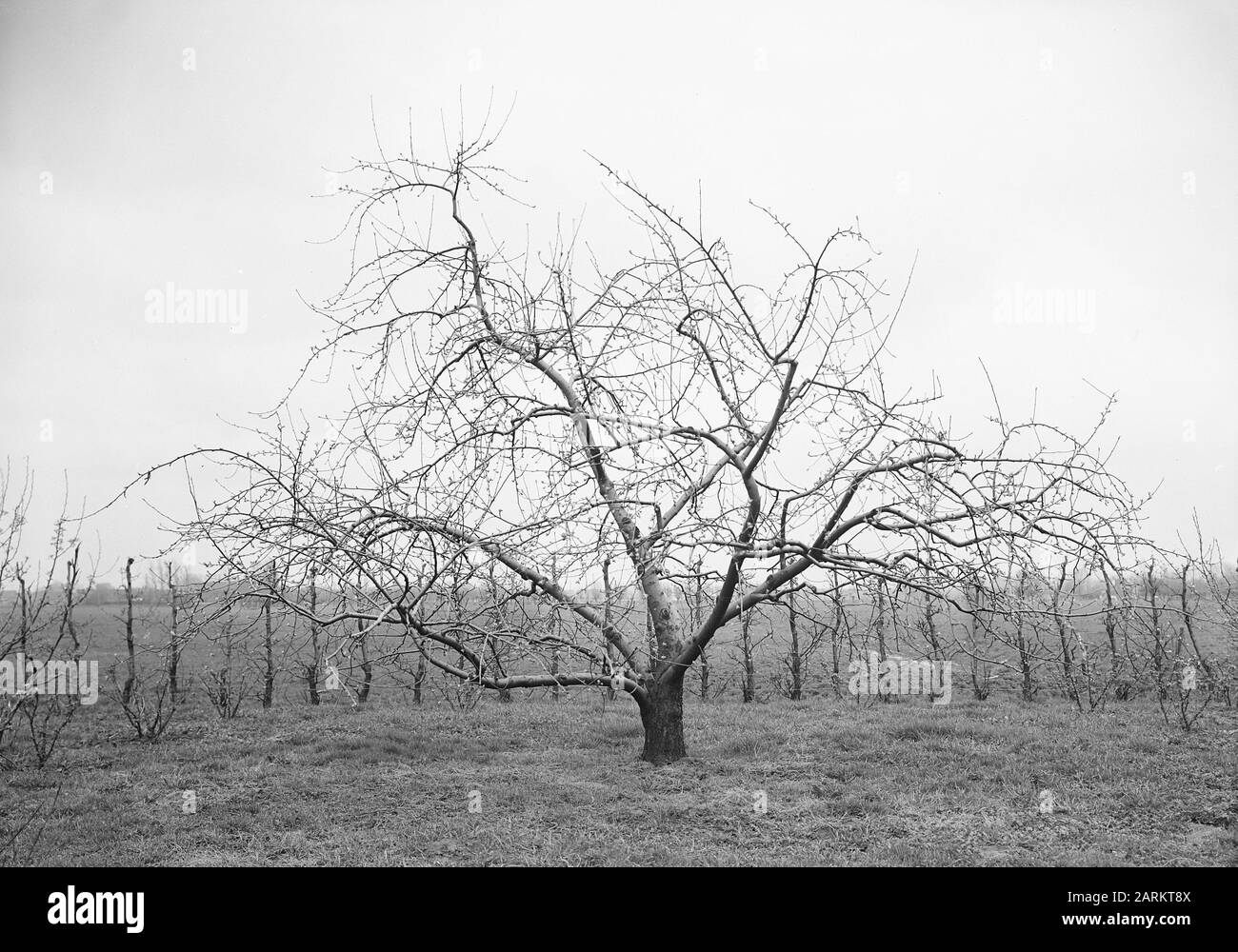 Apple seedlings Black and White Stock Photos & Images - Alamy