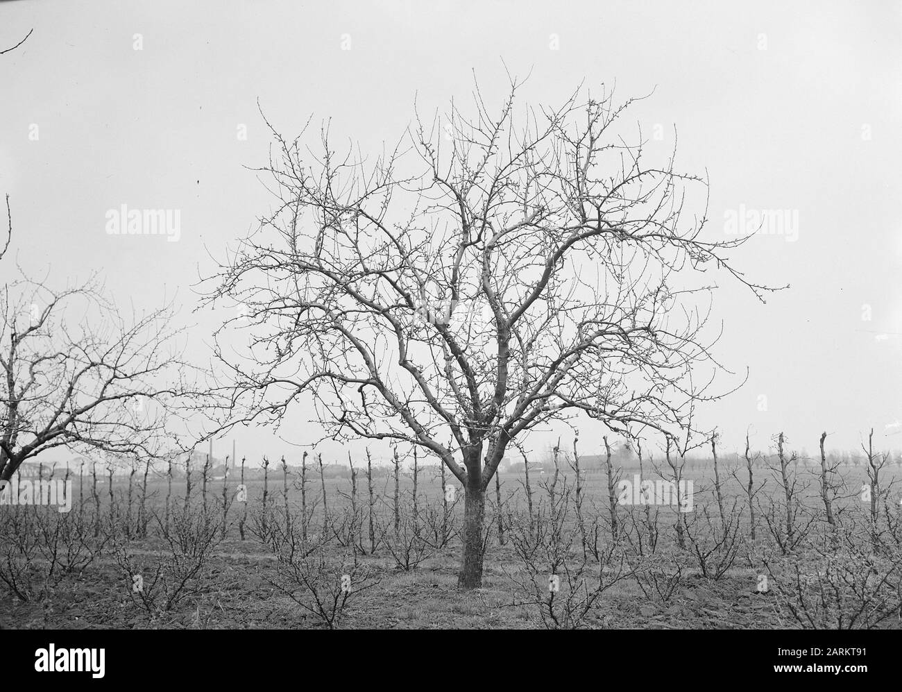 fruit trees, codlin keswich Date: undated Keywords: fruit trees ...