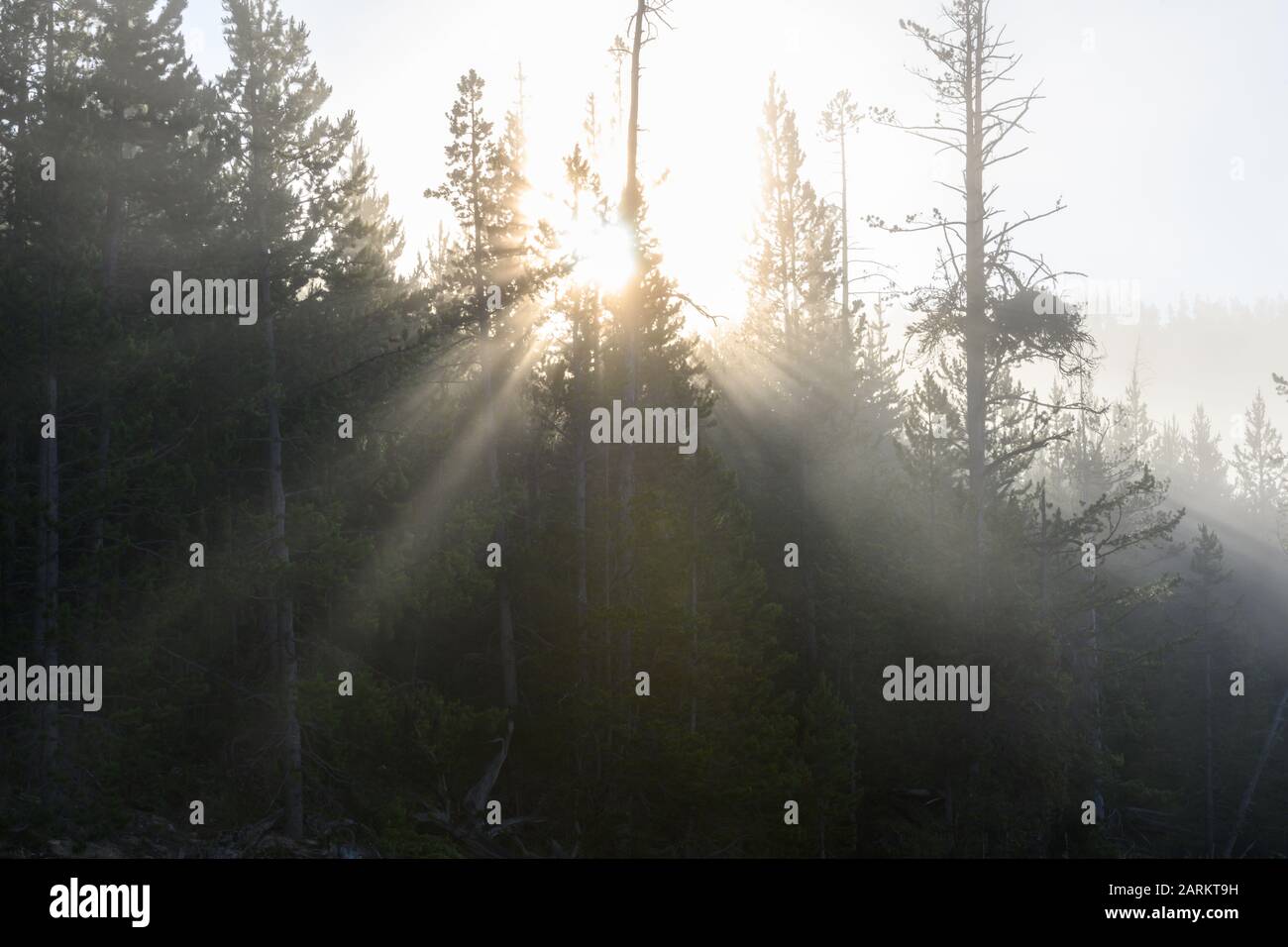 Sun Star Through Fog and Steam in Yellowstone forest Stock Photo - Alamy