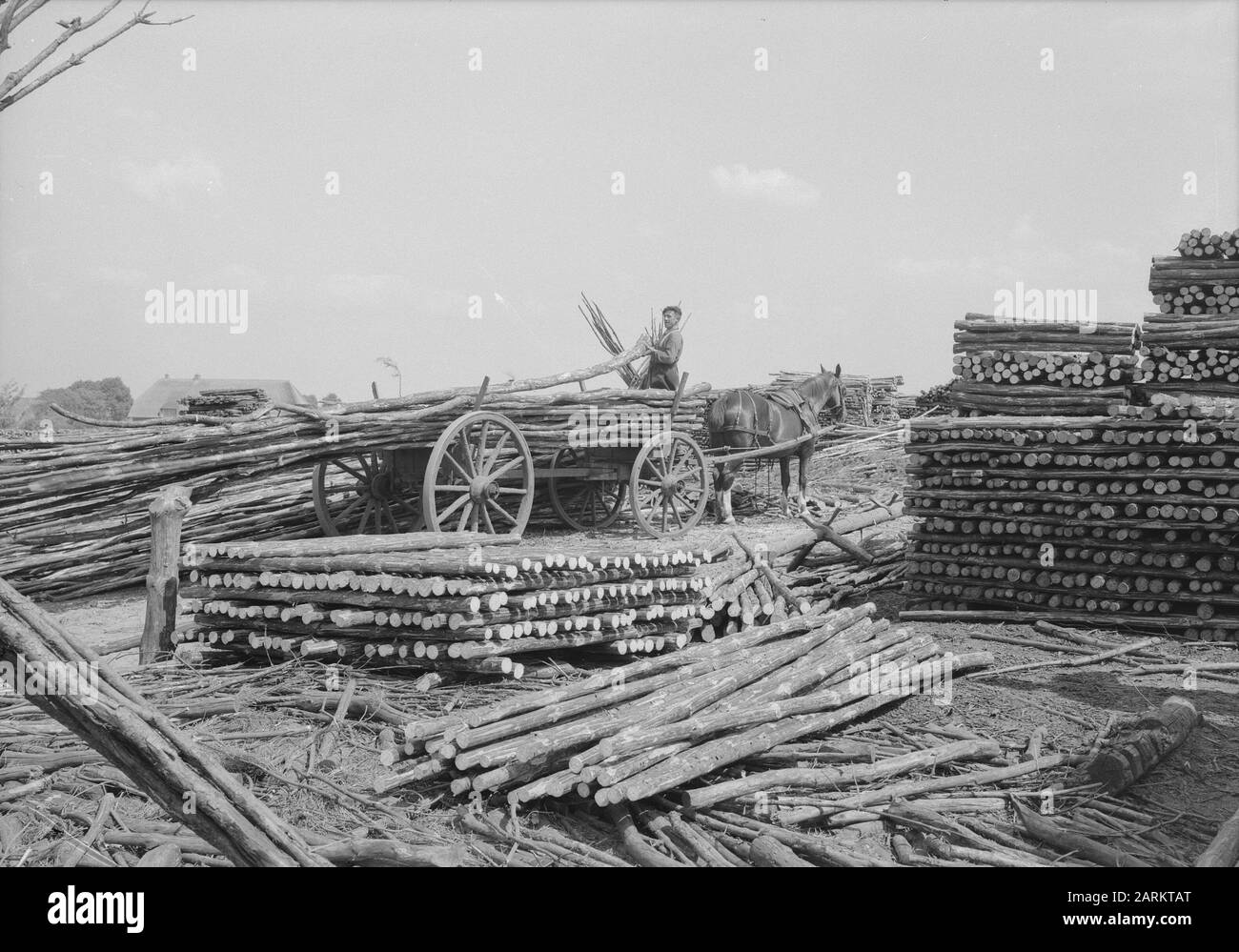 woodworking, wood storage sites, loading pine posts Date: undated ...